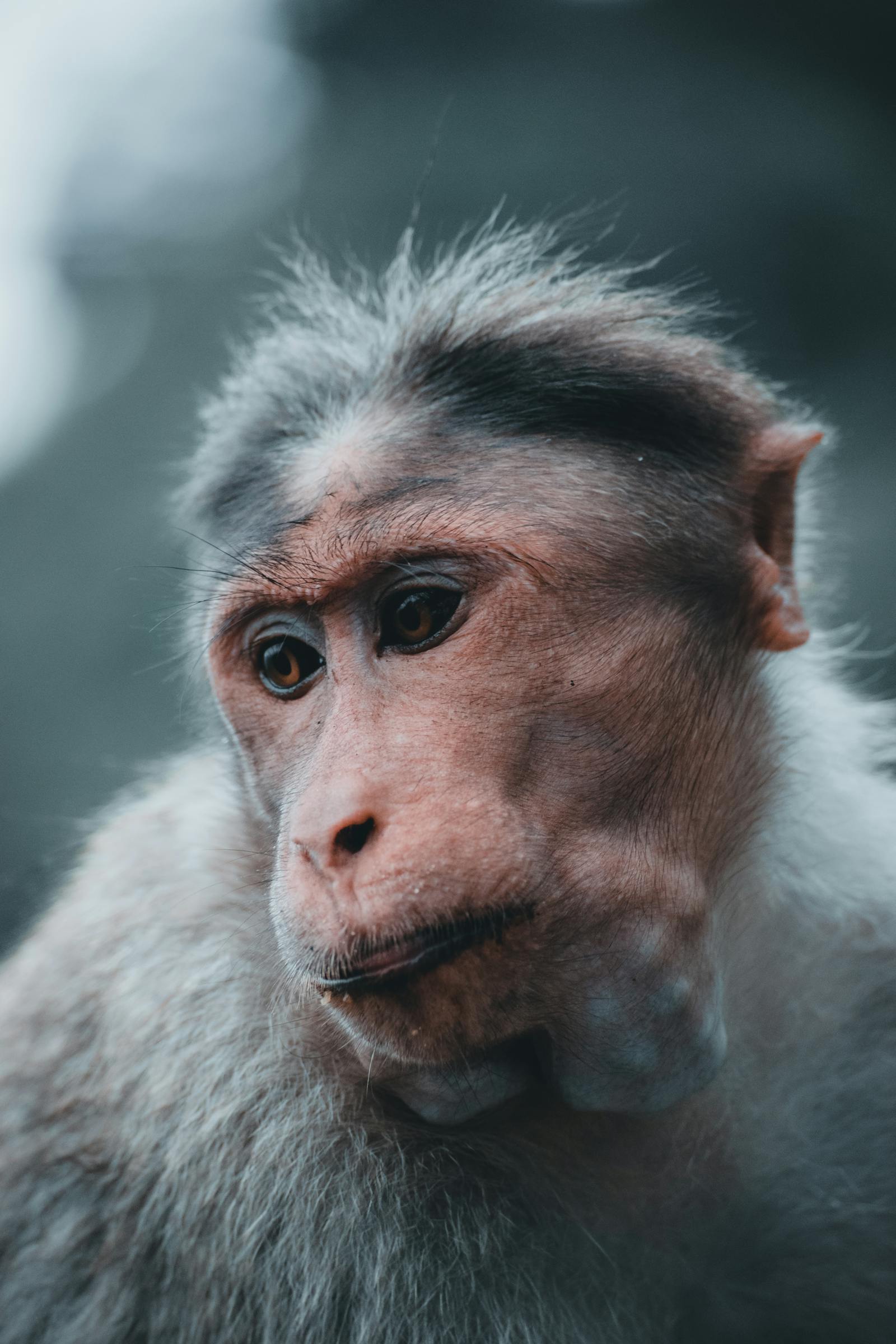 Free Monkey Scratching Head Photos, Download The BEST Free Free Monkey ...