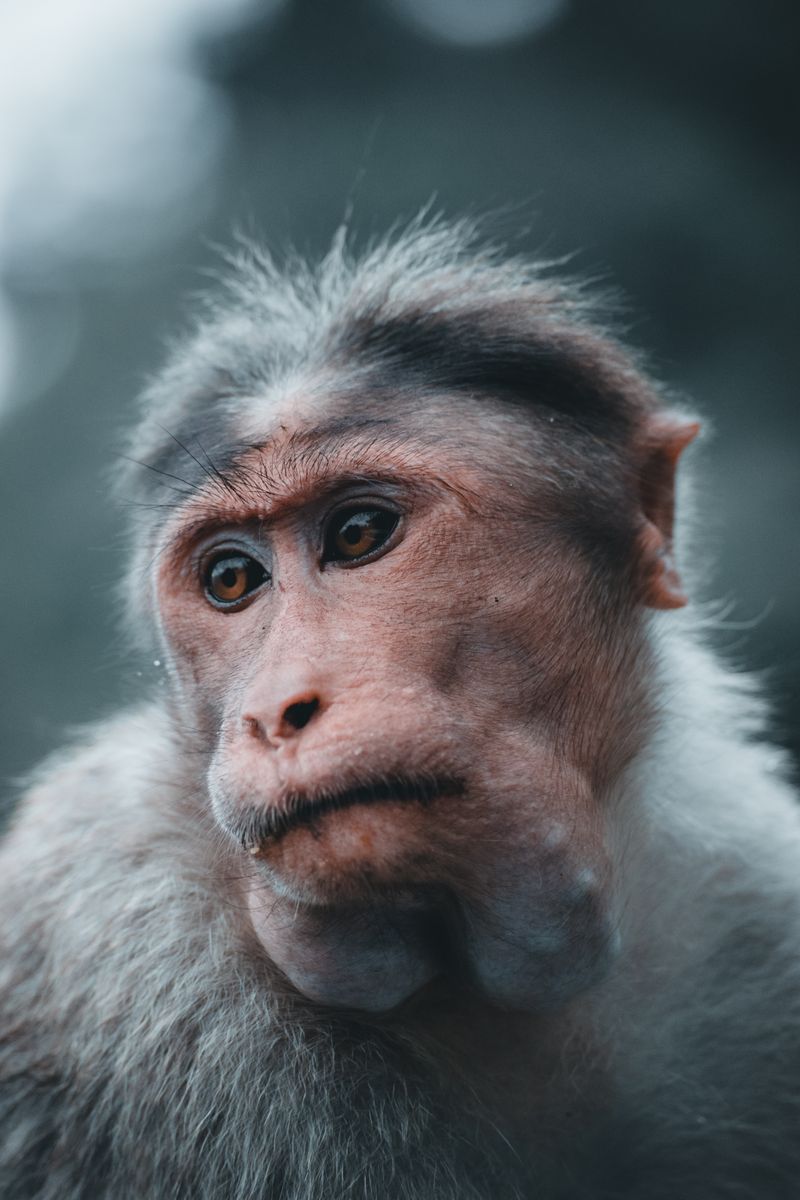 Monkey Head Photos, Download The BEST Free Monkey Head Stock Photos ...