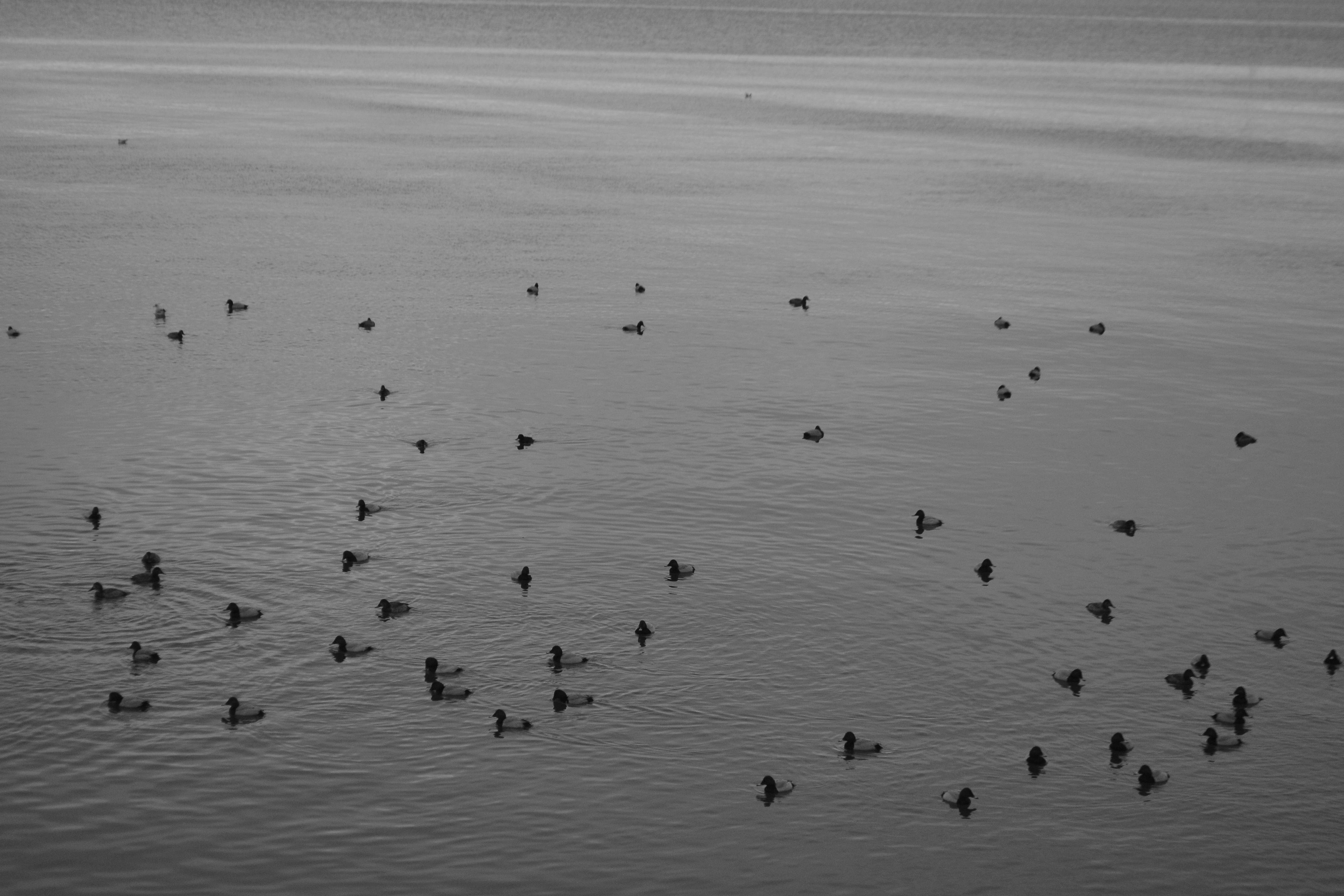 Zen Hen Photos, Download The BEST Free Zen Hen Stock Photos & HD Images