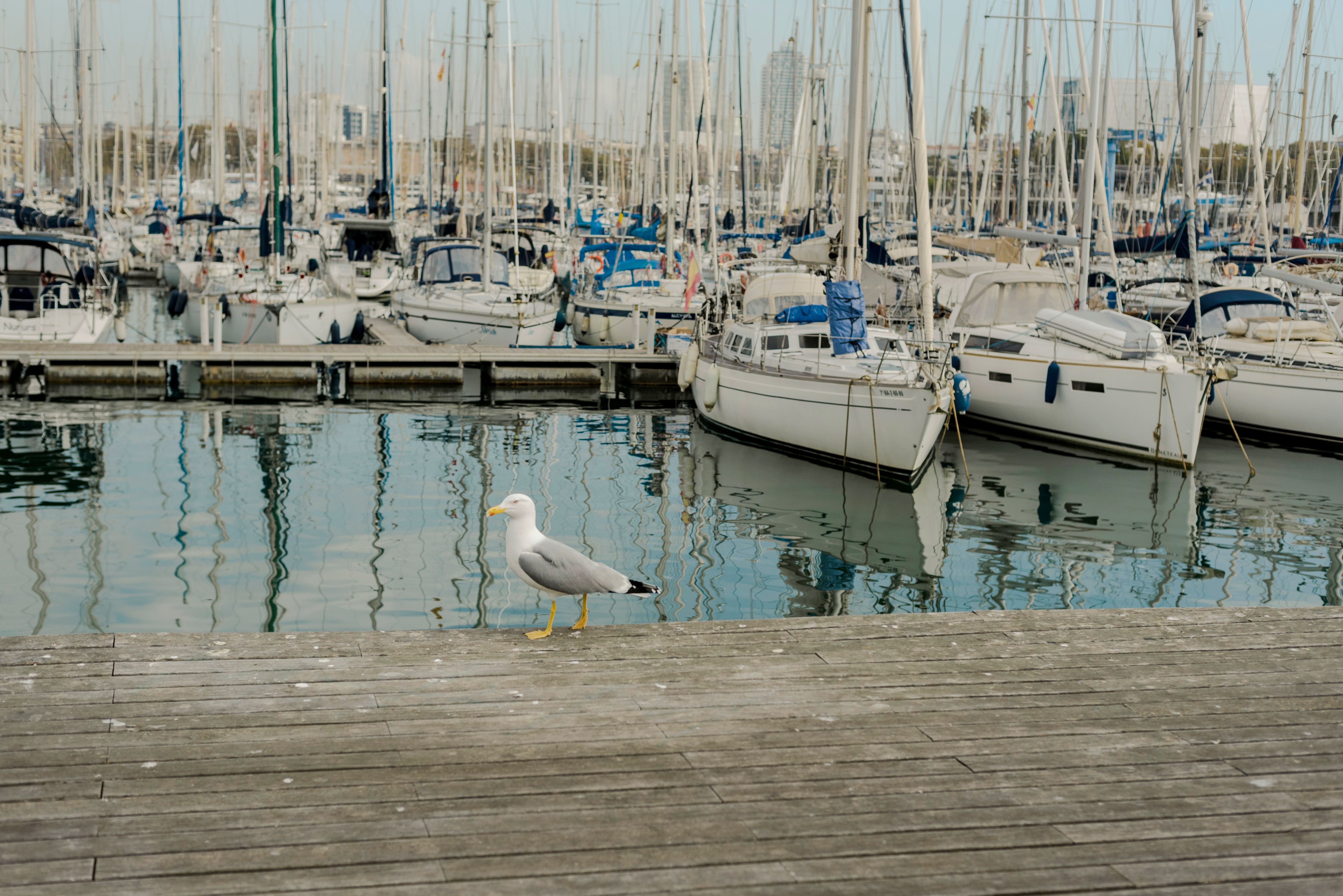 A seagull is standing on a dock next to a marina · Free Stock Photo
