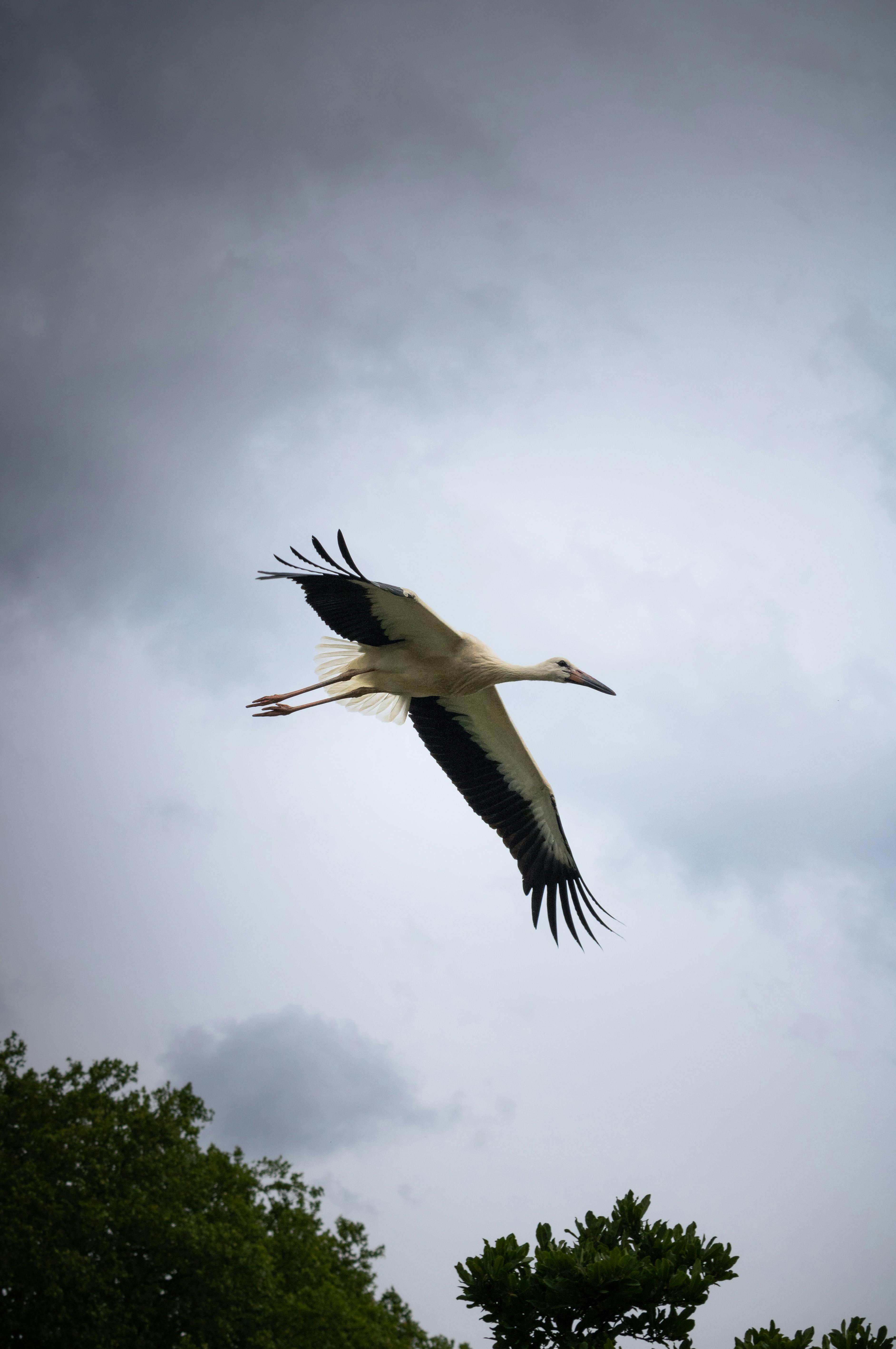 A white stork flying through the sky with a cloudy sky · Free Stock Photo