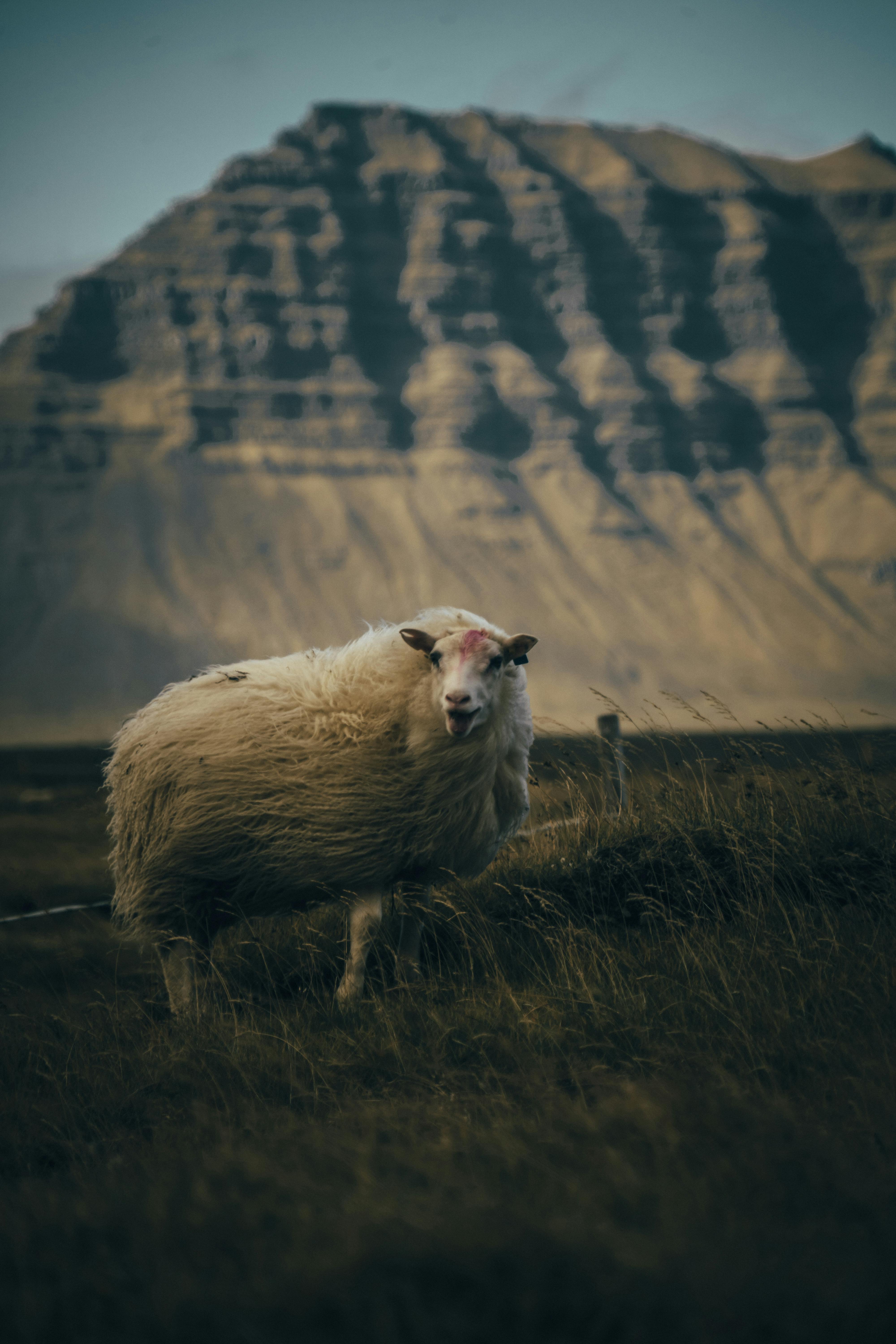 Icelandic Sheep Photos, Download The BEST Free Icelandic Sheep Stock ...