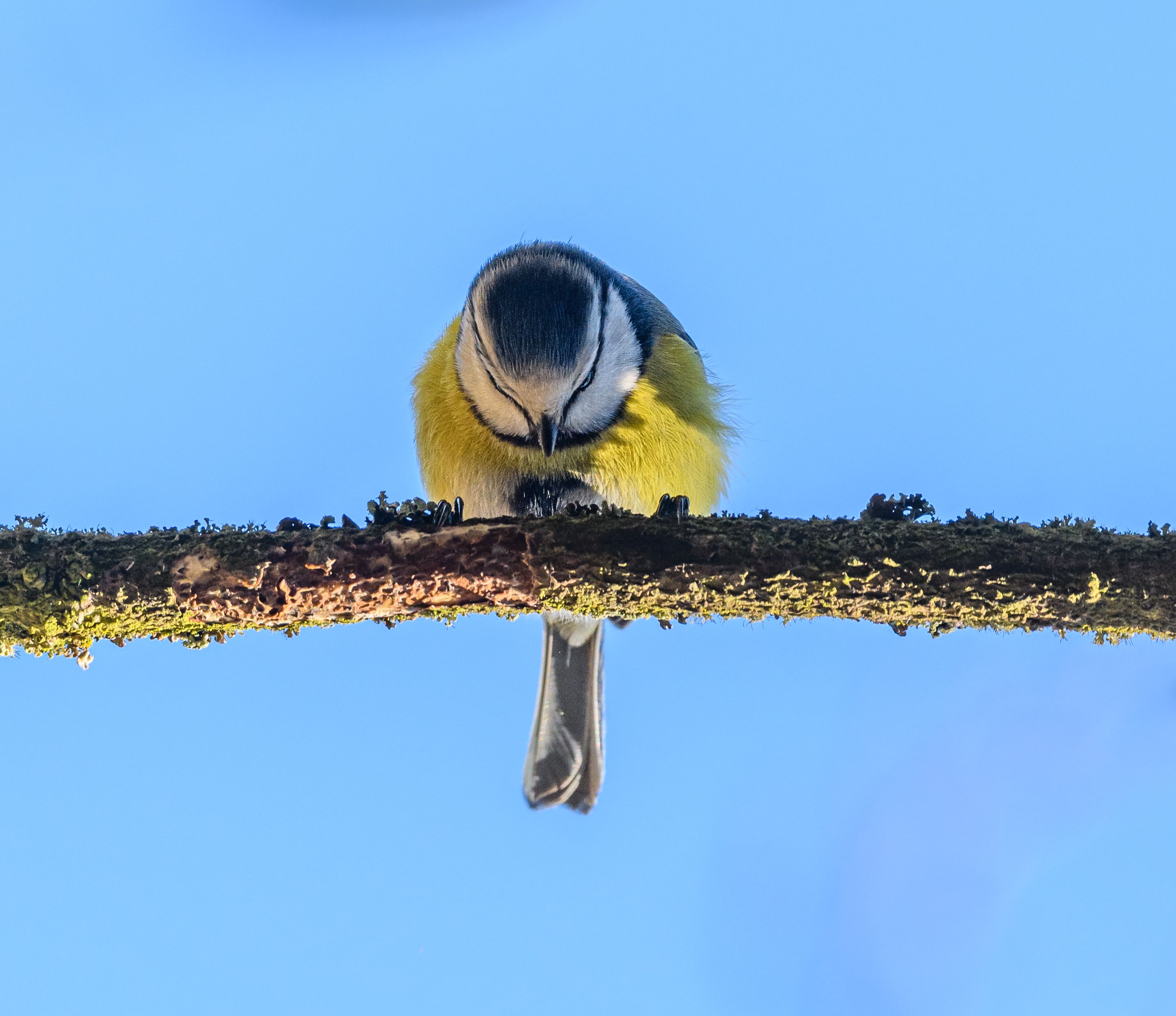Close-up of an Eurasian Blue Tit Sitting on a Tree Branch · Free Stock ...