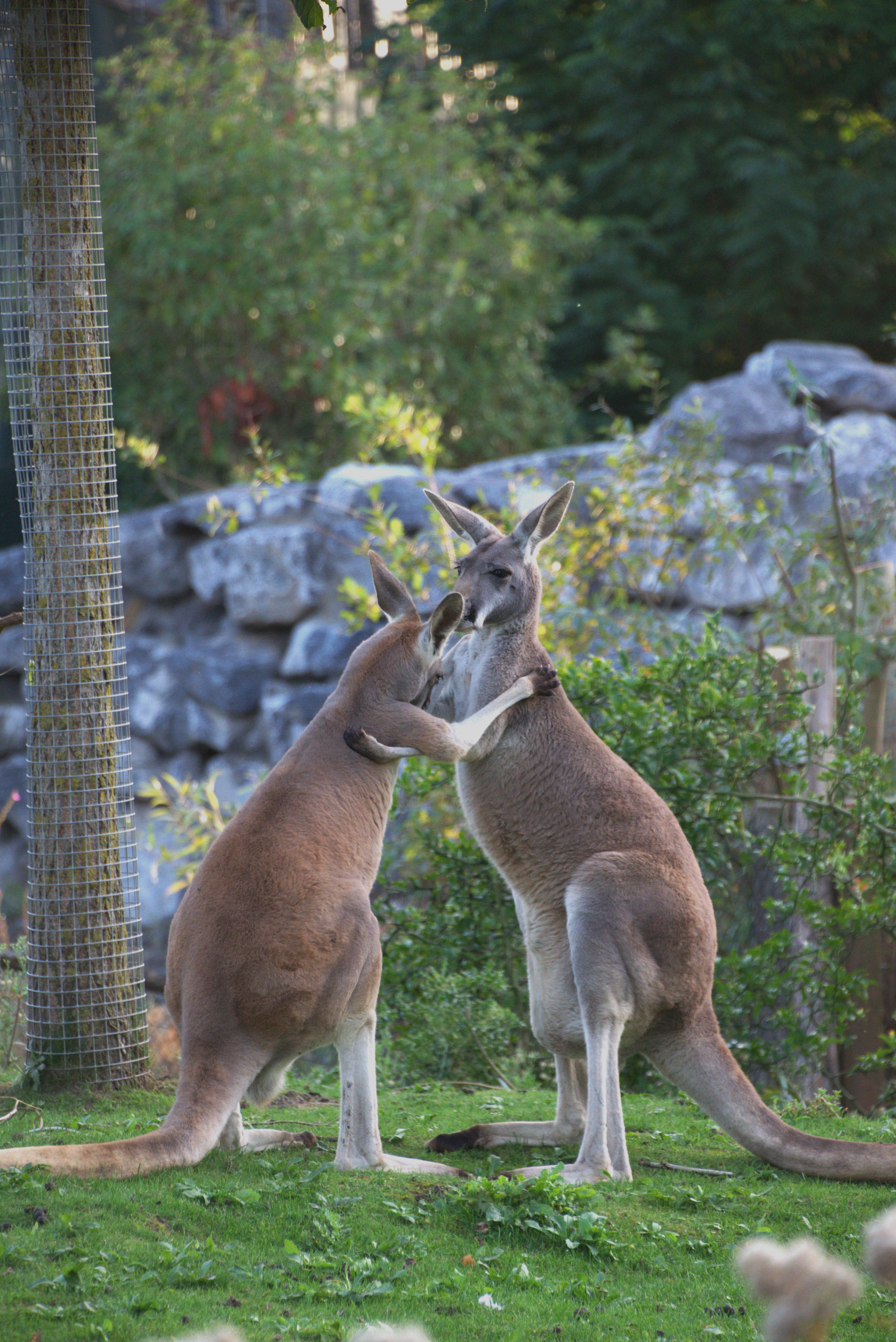 Kangaroos in Zoo · Free Stock Photo