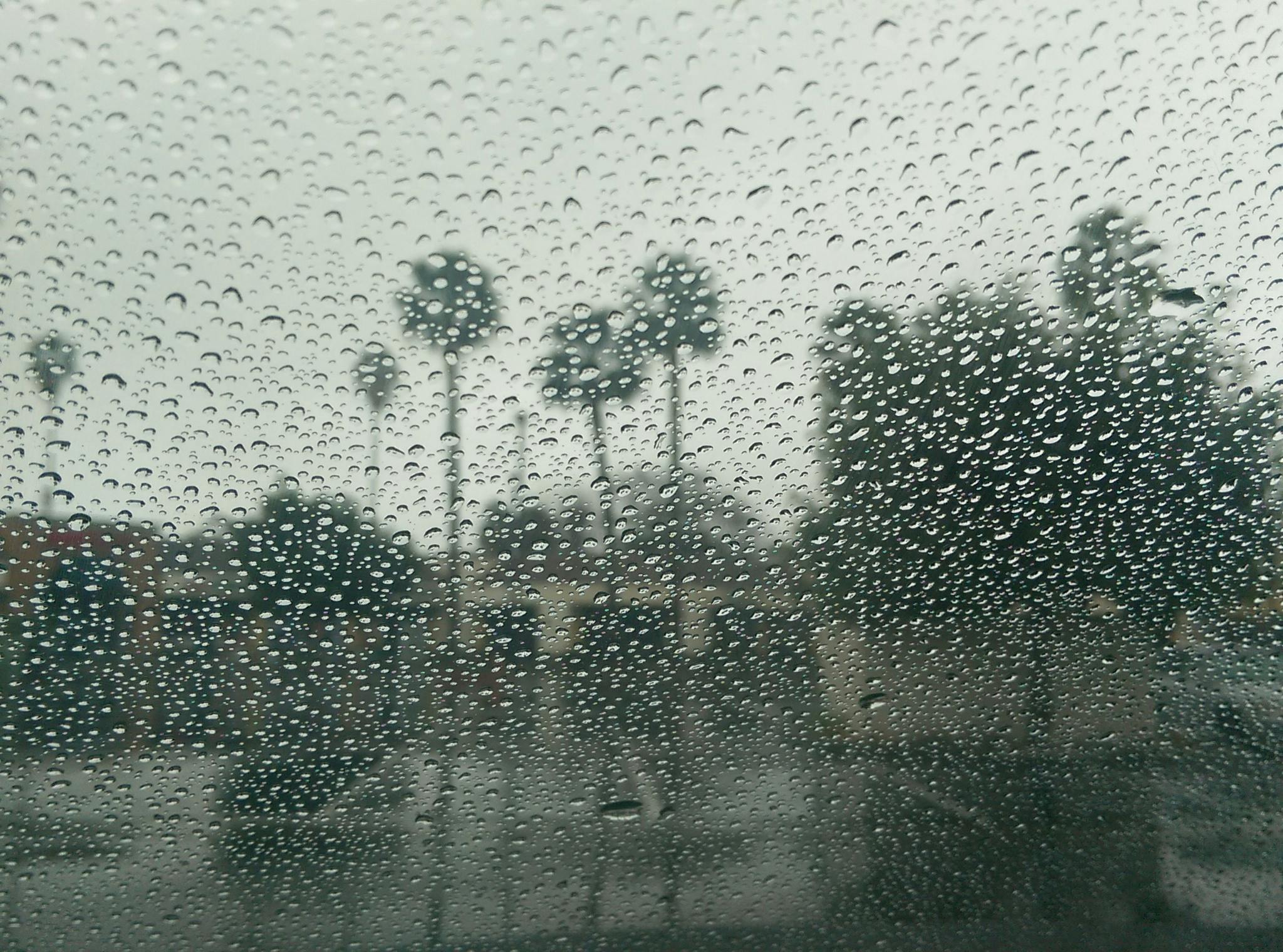 Free stock photo of fall, palm trees, rain