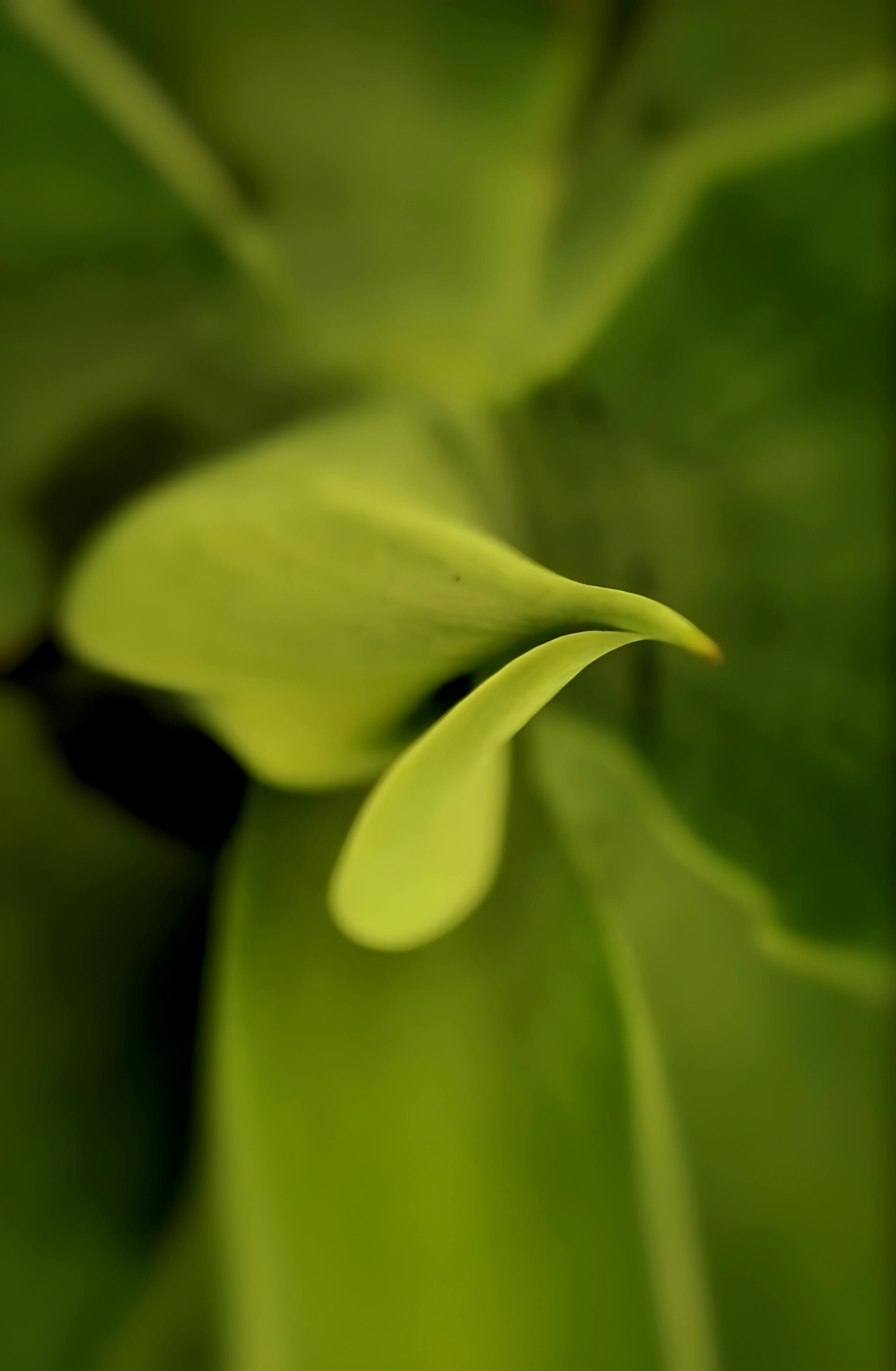 Close-Up Photography of leaves · Free Stock Photo