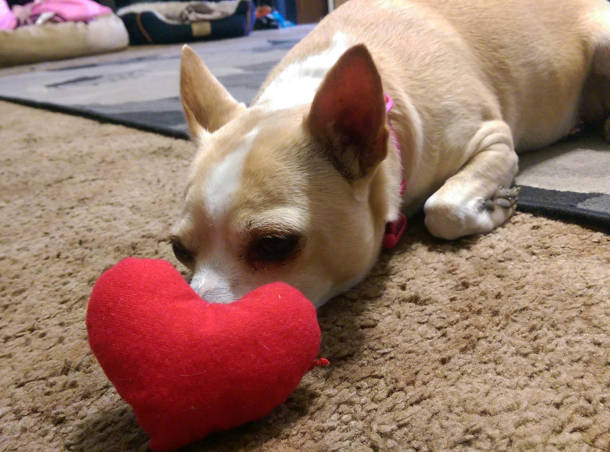 Free stock photo of chihuahua, heart, love
