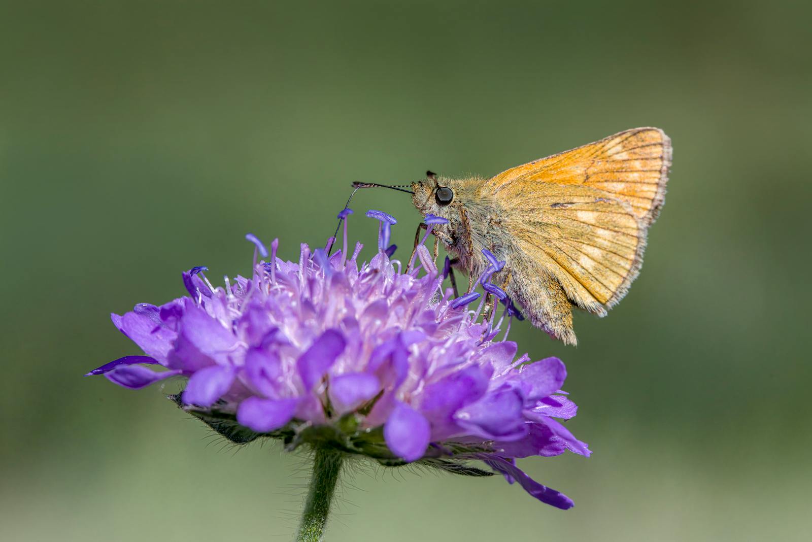 Fly Close Up Photos, Download The BEST Free Fly Close Up Stock Photos ...