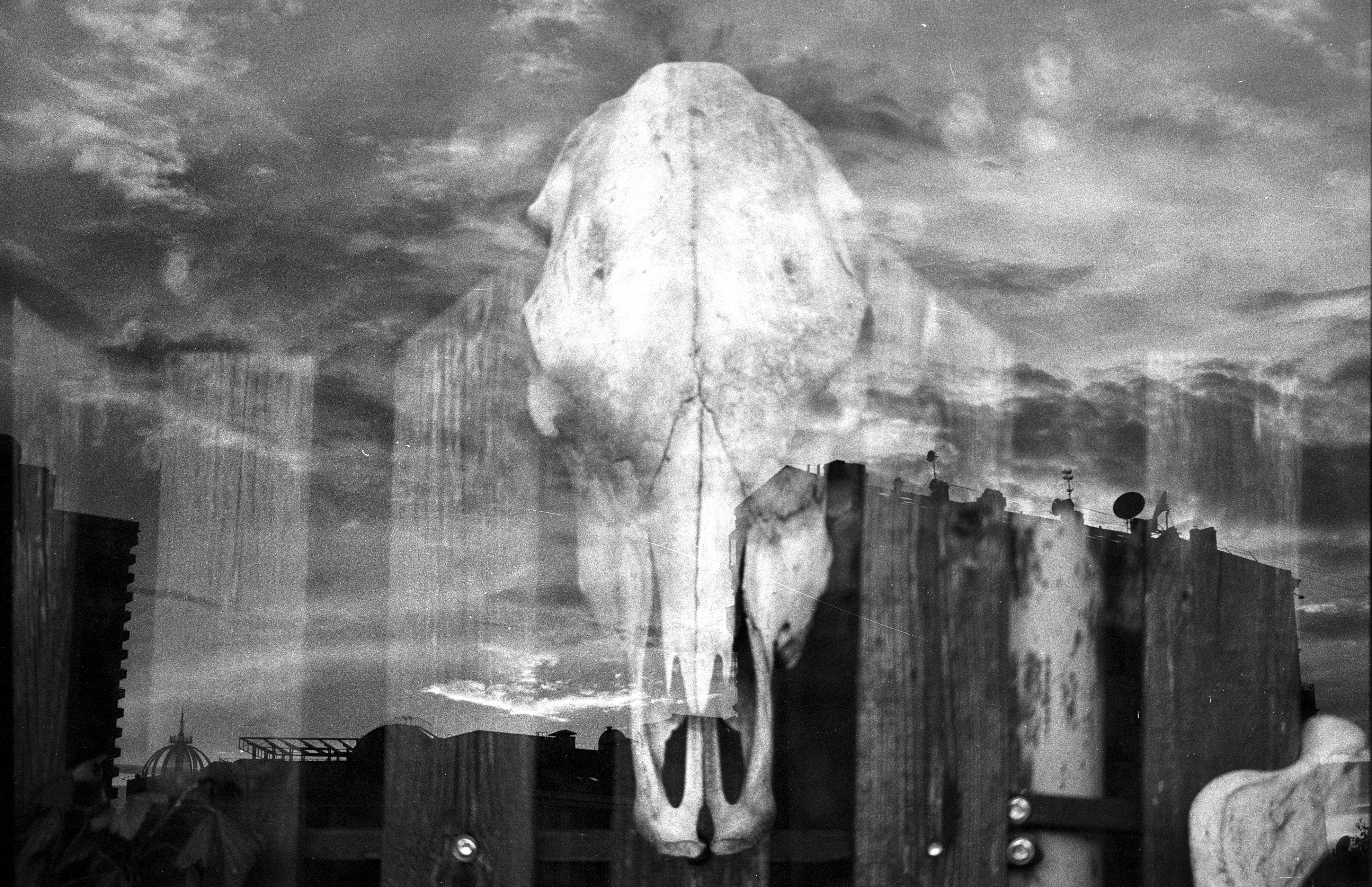 Skull Behind Glass · Free Stock Photo