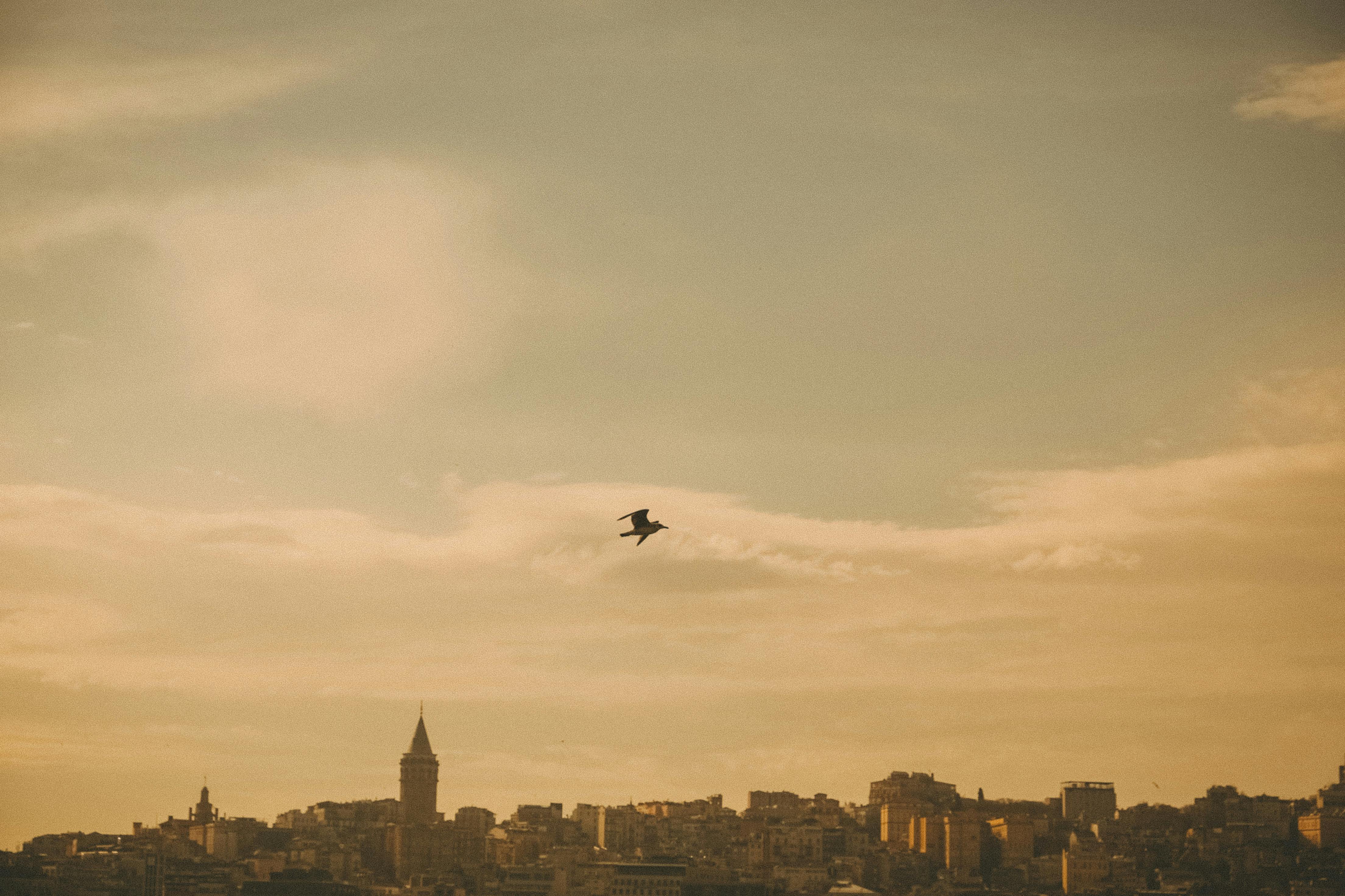 Bird Flying Cage Photos, Download The BEST Free Bird Flying Cage Stock ...