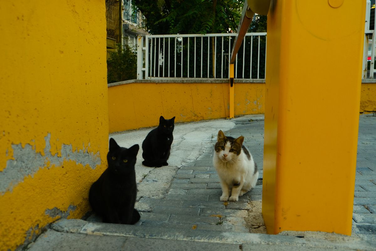 Stray Dogs And Cats Photos, Download The BEST Free Stray Dogs And Cats ...