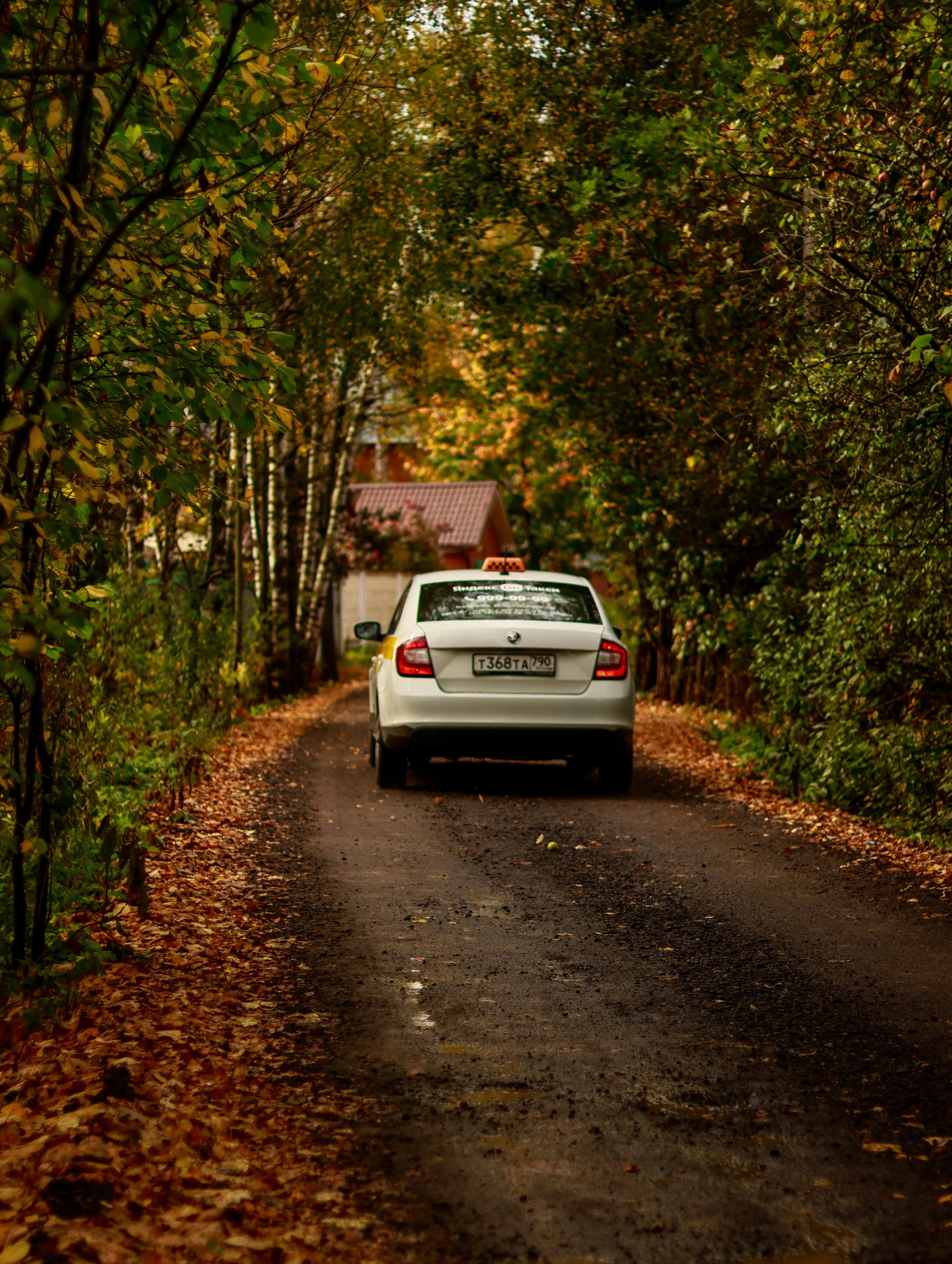 Sepia Photography of Asphalt Road in Between Trees · Free Stock Photo