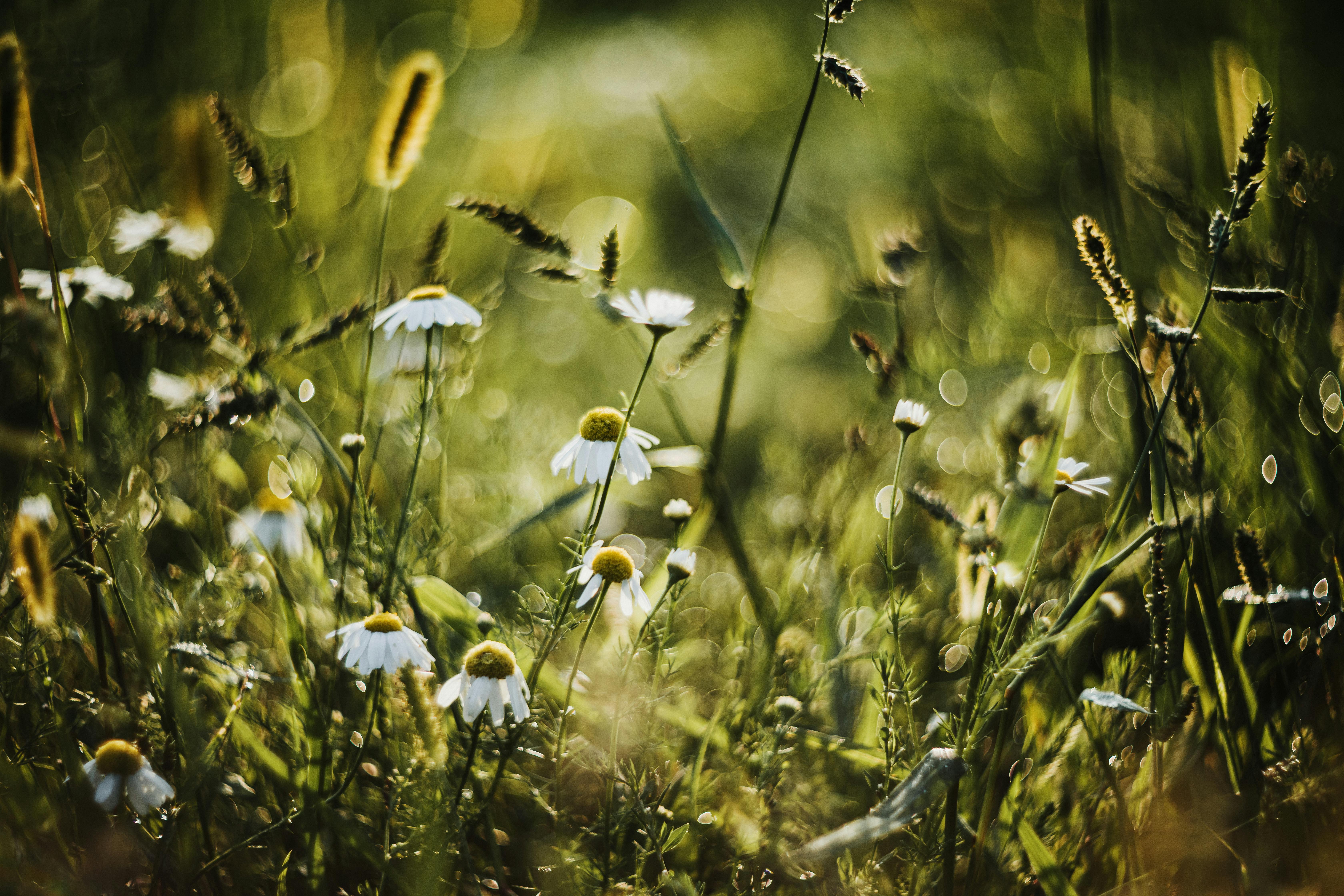 Close-up of Chamomile Flowers · Free Stock Photo