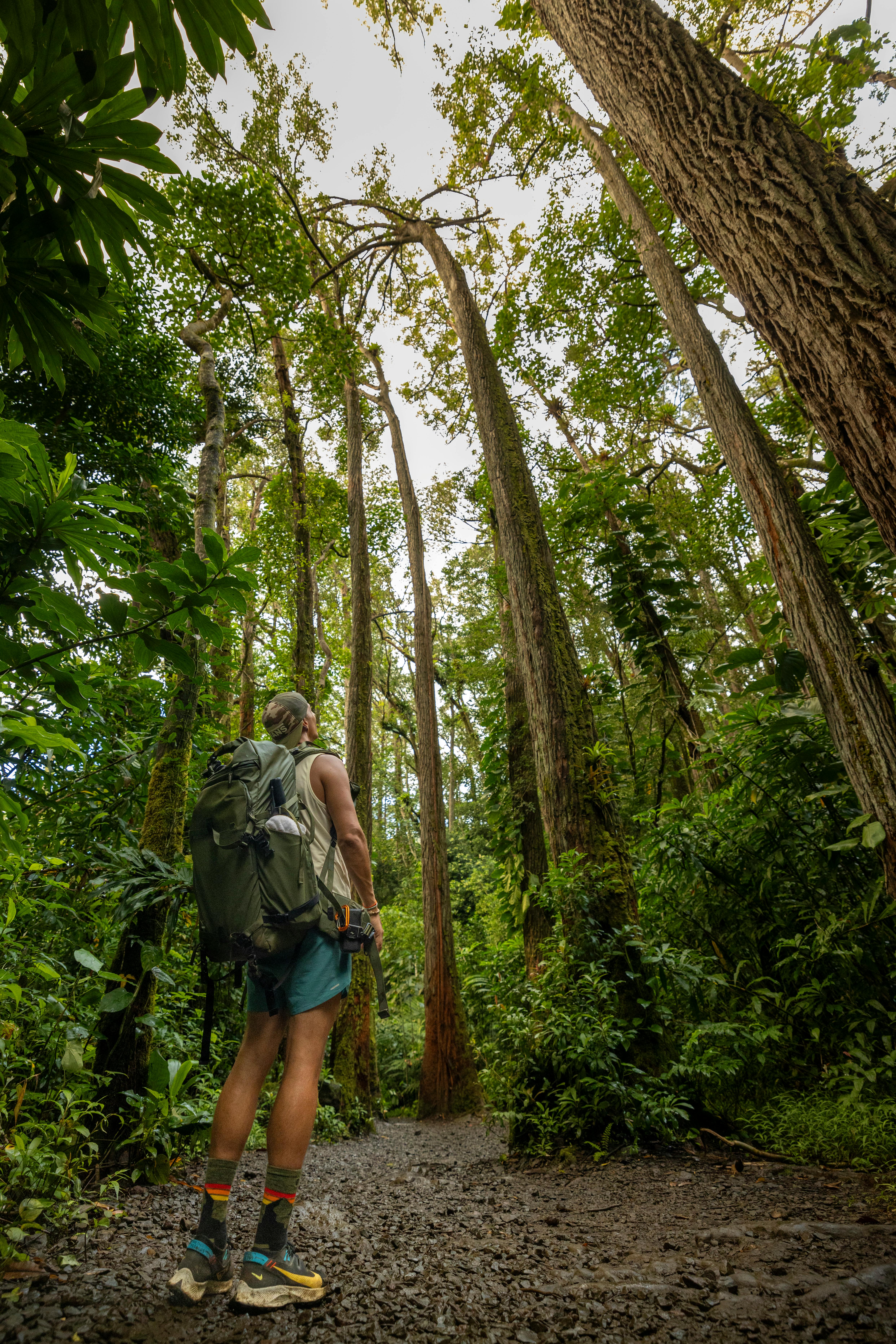 Man Looking at Trees in a Rainforest · Free Stock Photo