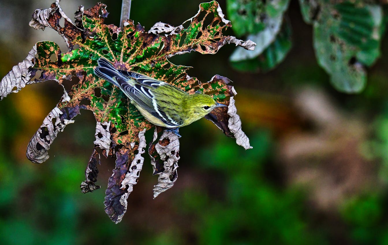 Warbler Bird Identification Guide: Easy Tips and Tricks