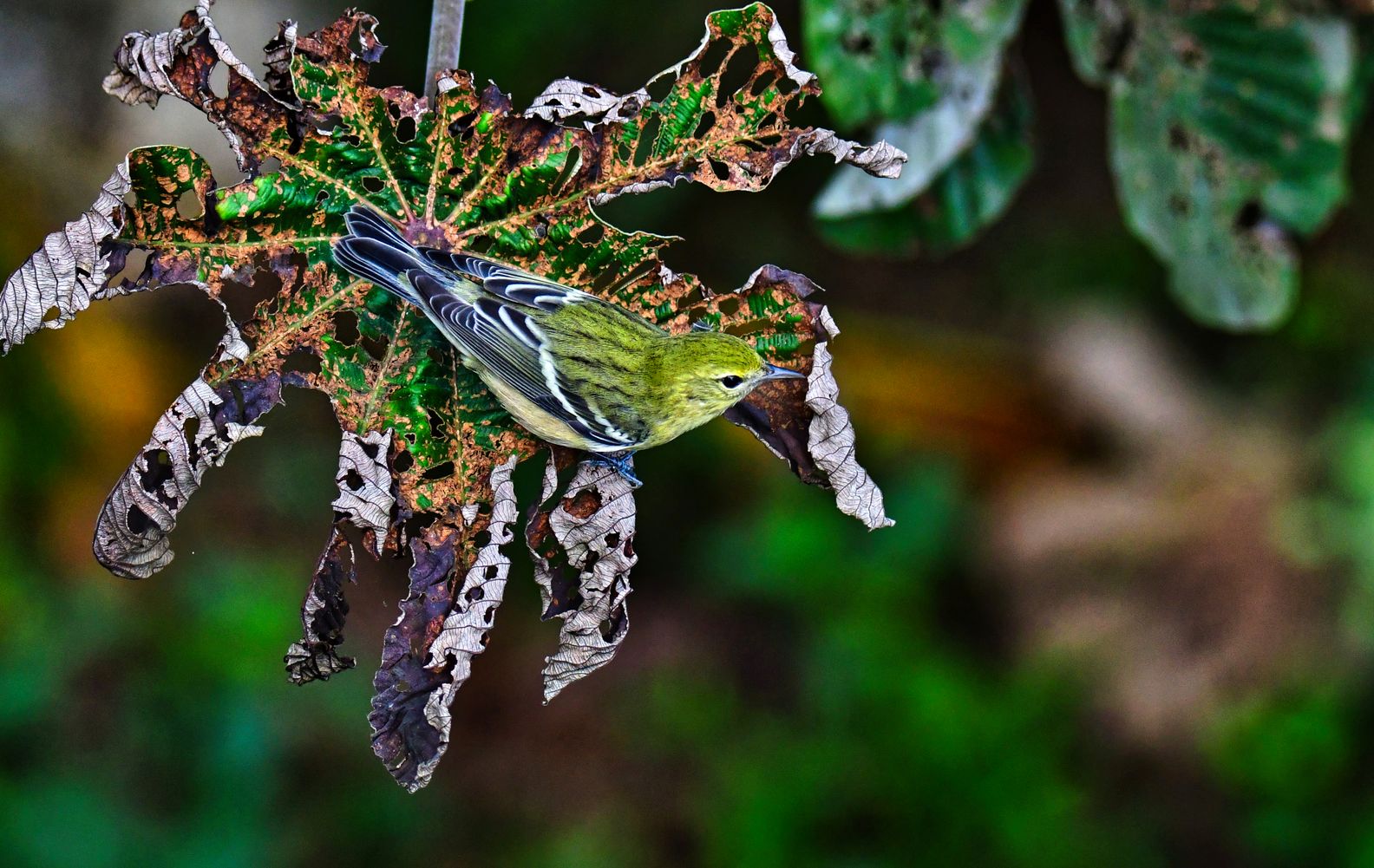 Warbler Bird Identification Guide: Easy Tips and Tricks