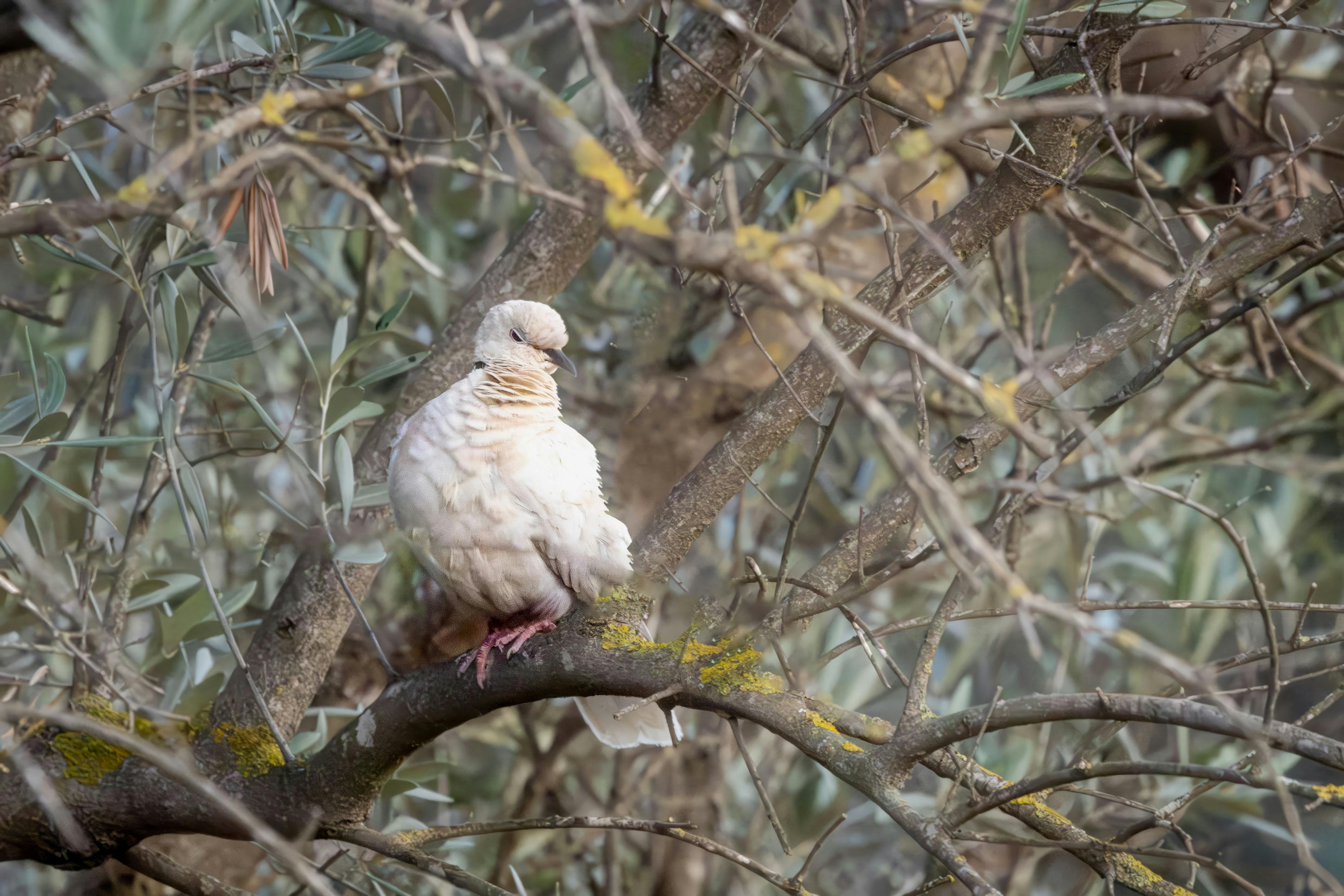 Allan Watson - 사진