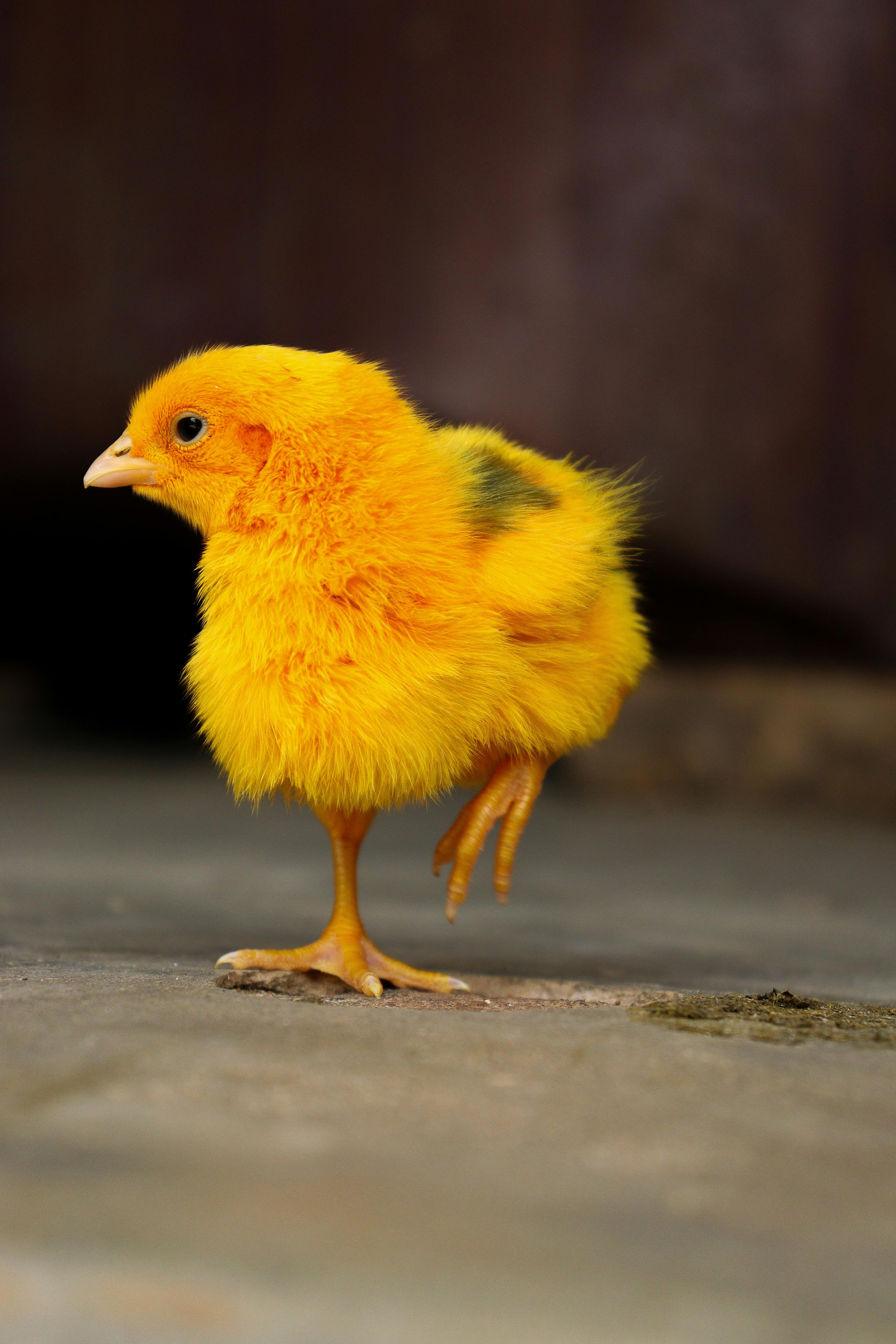 Photo of Small Yellow Chickens Standing on a Floor · Free Stock Photo