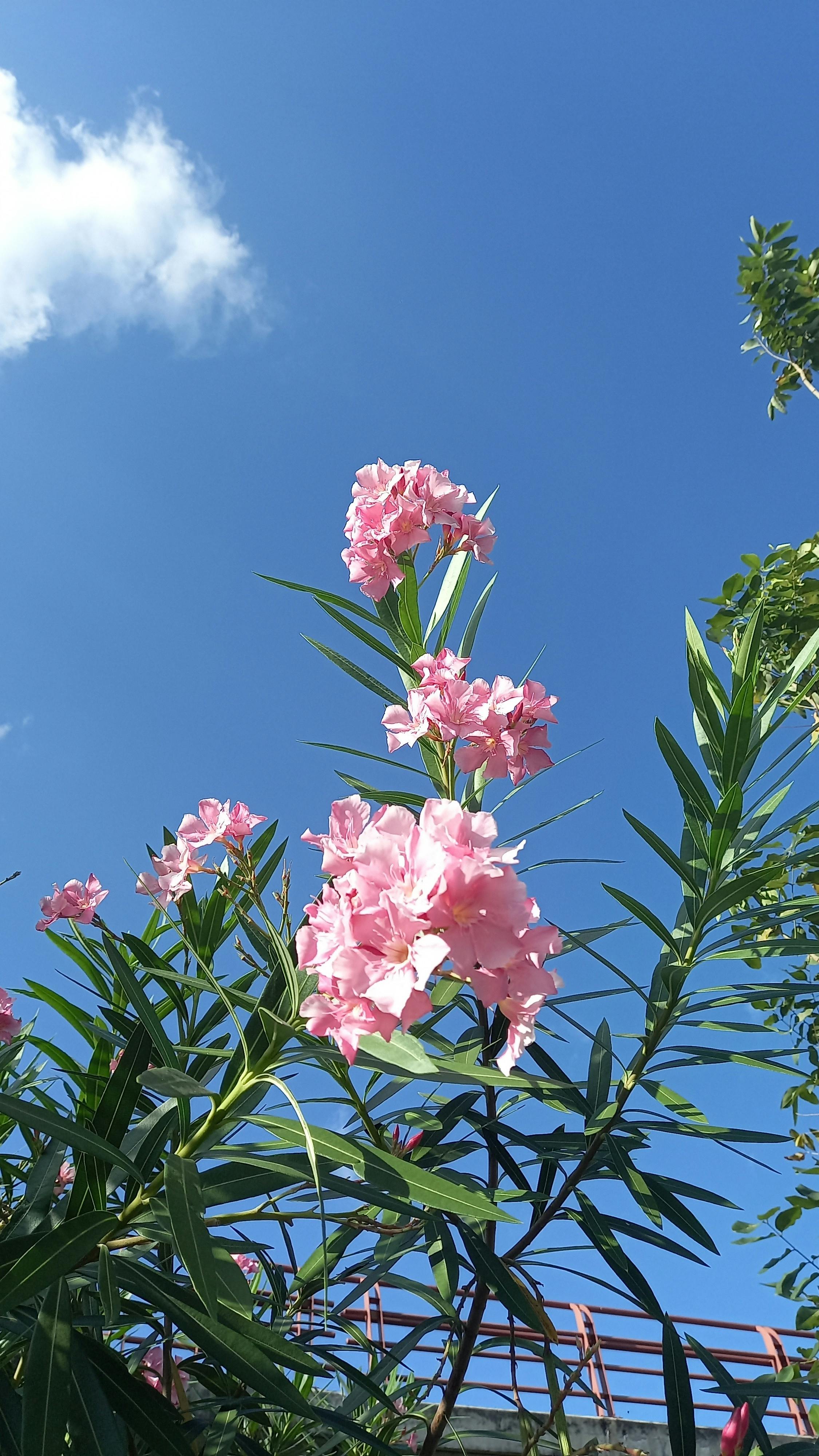 Dusty Pink Photos, Download The BEST Free Dusty Pink Stock Photos & HD ...