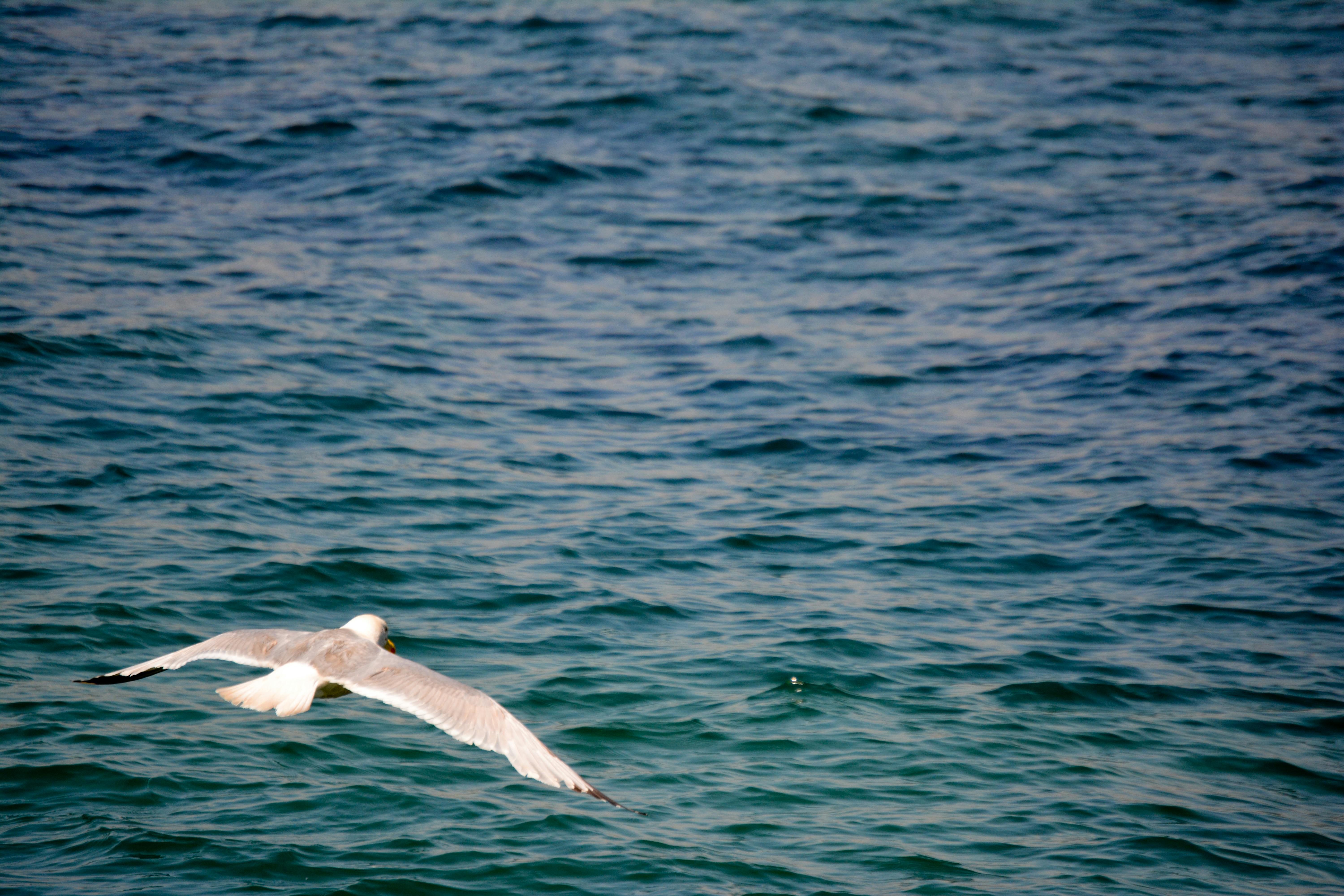 Fear Free Photos, Download The BEST Free Fear Free Stock Photos & HD Images