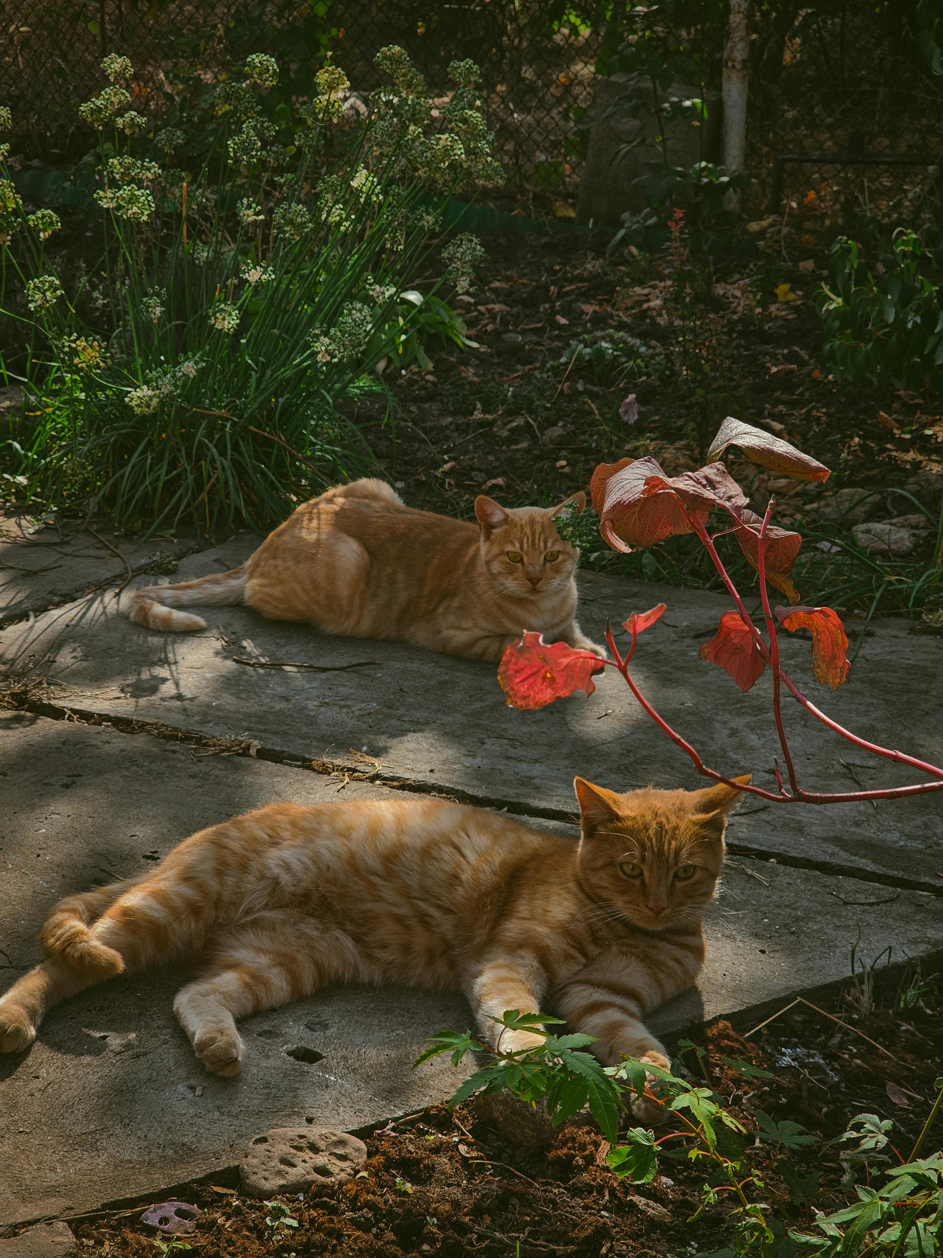Foto de stock gratuita sobre al aire libre, animales descansando ...