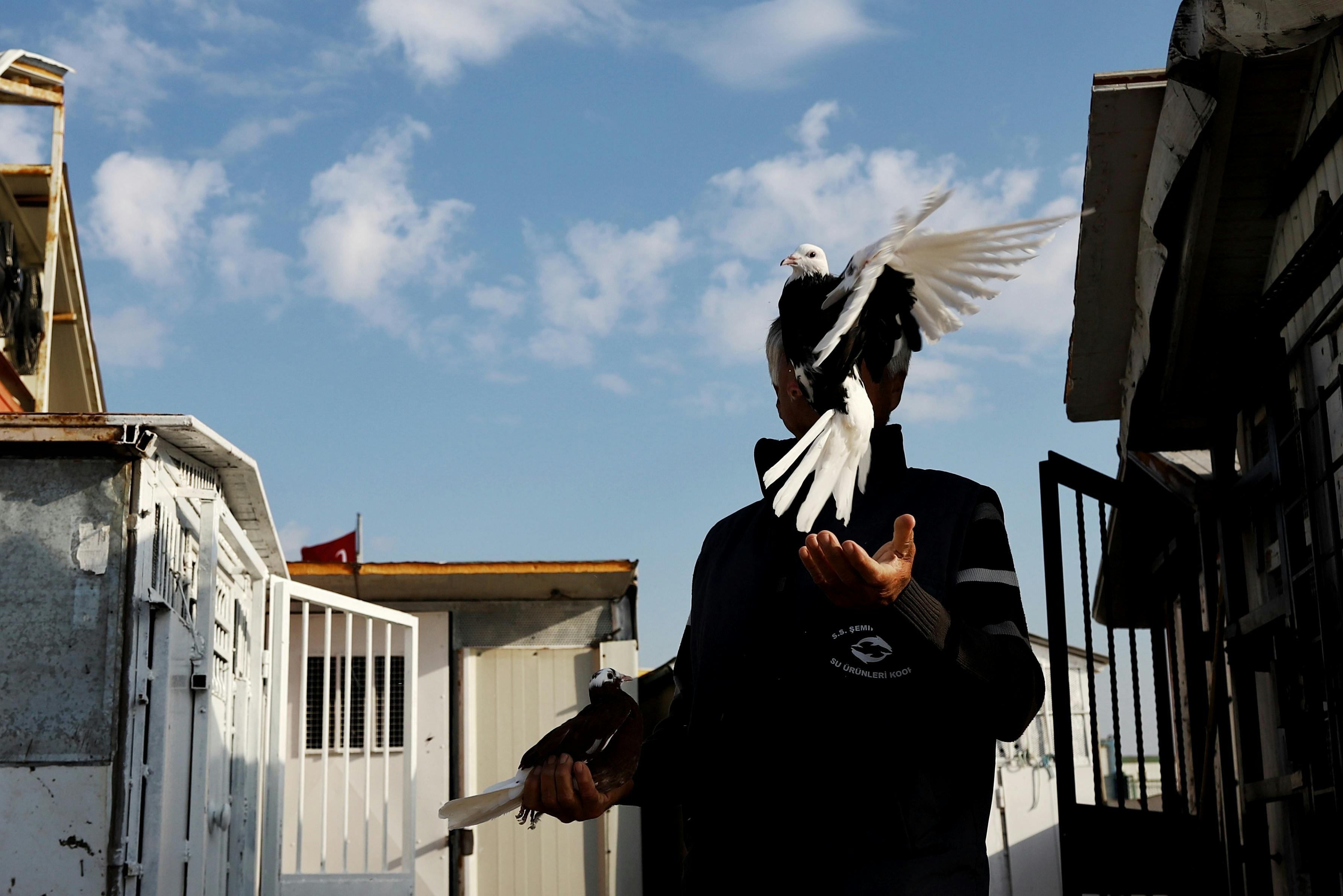Person Standing with Pigeons in Town · Free Stock Photo