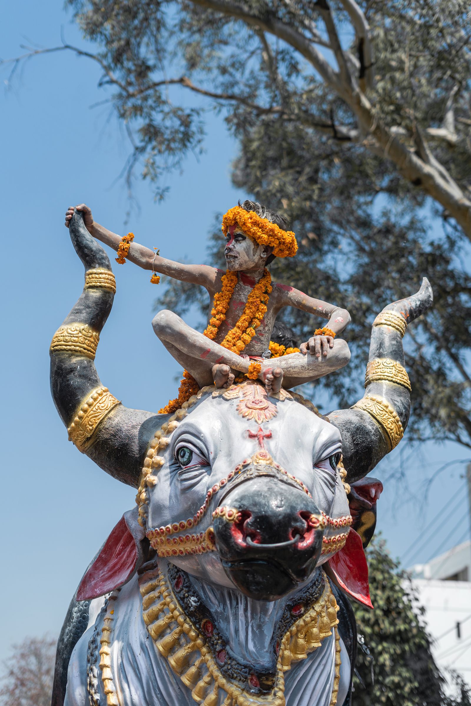 Nandi Photos, Download The BEST Free Nandi Stock Photos & HD Images
