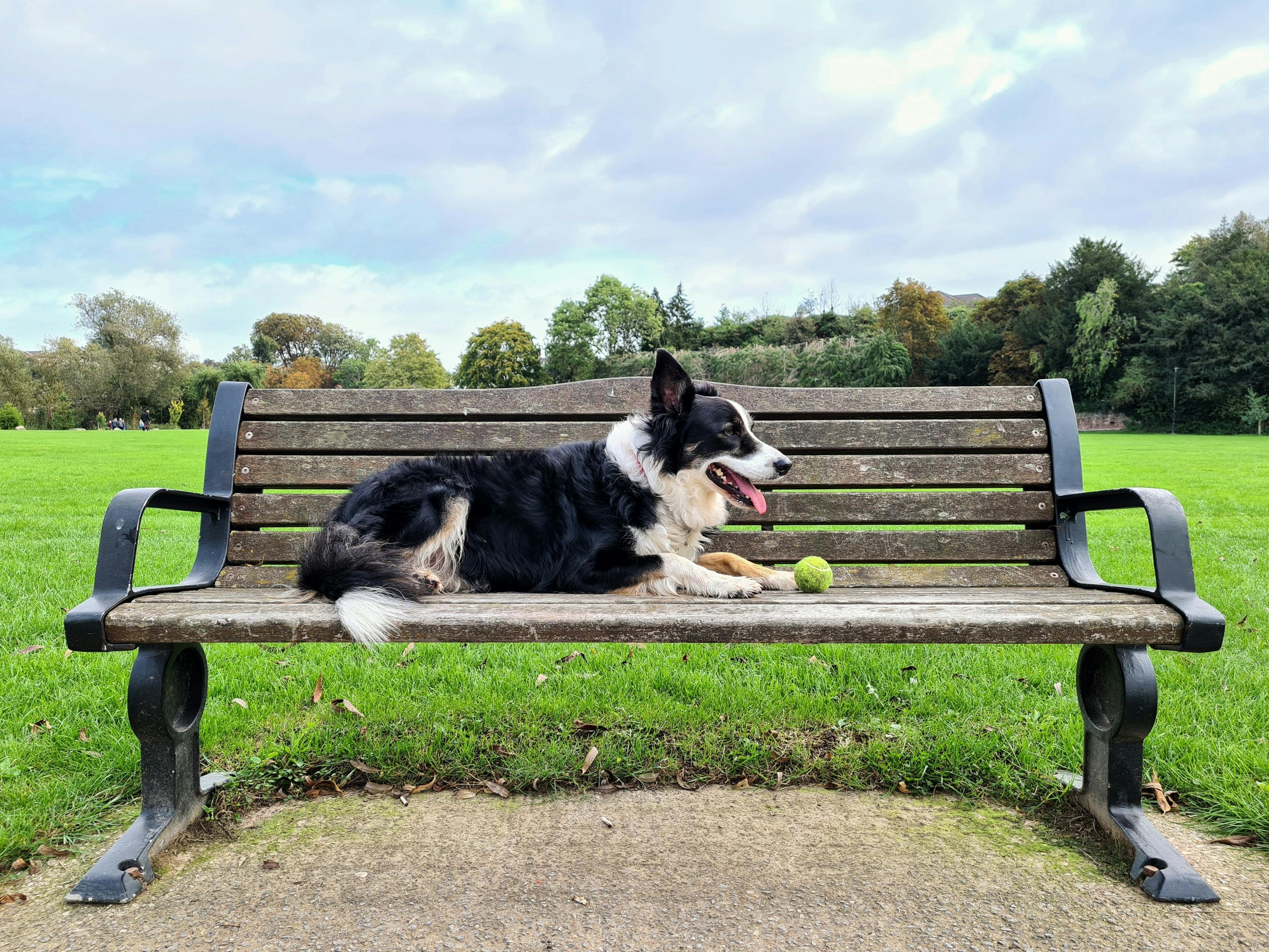 Dog on Bench in Park · Free Stock Photo