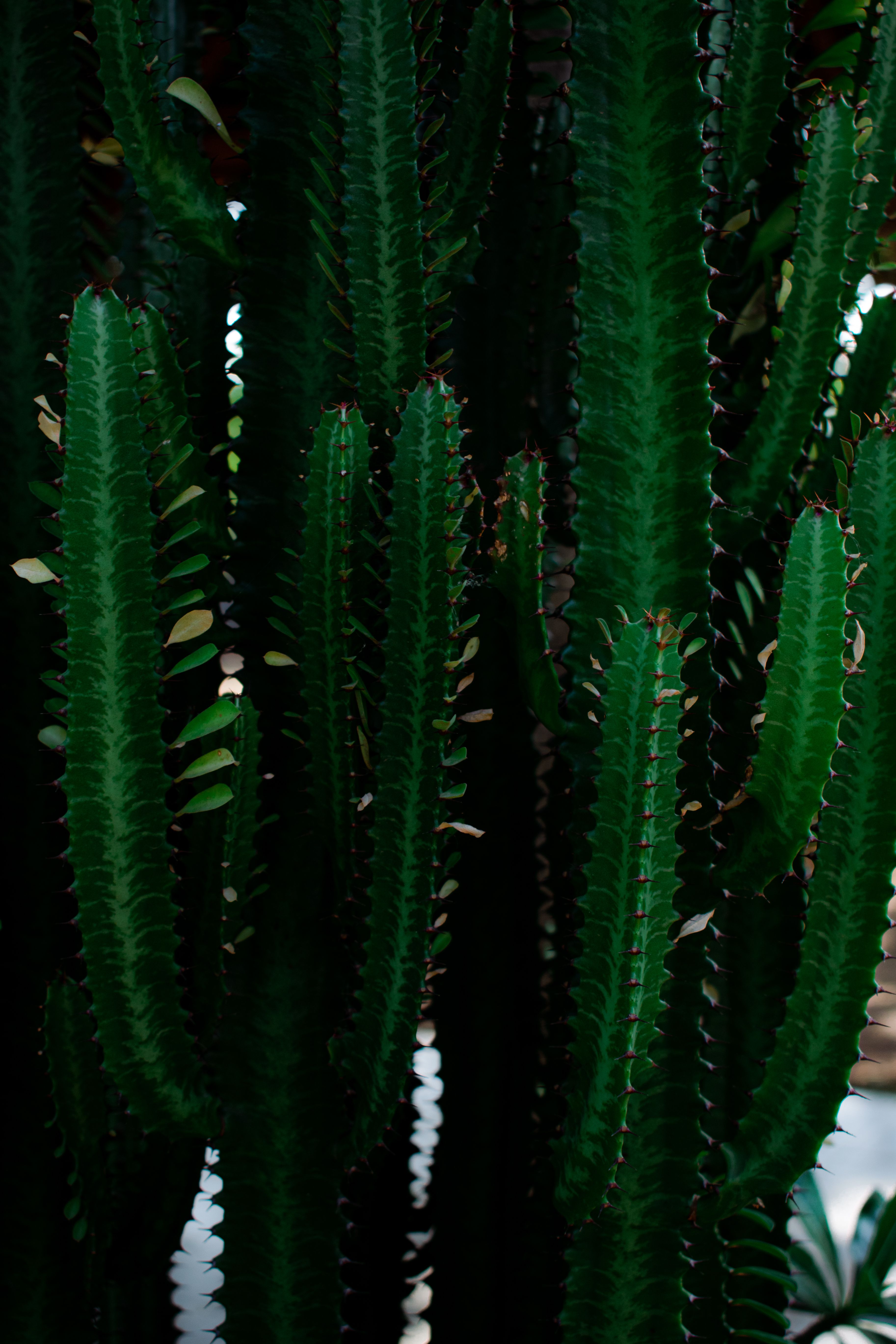 8k Cactus Plant Photos, Download The BEST Free 8k Cactus Plant Stock ...