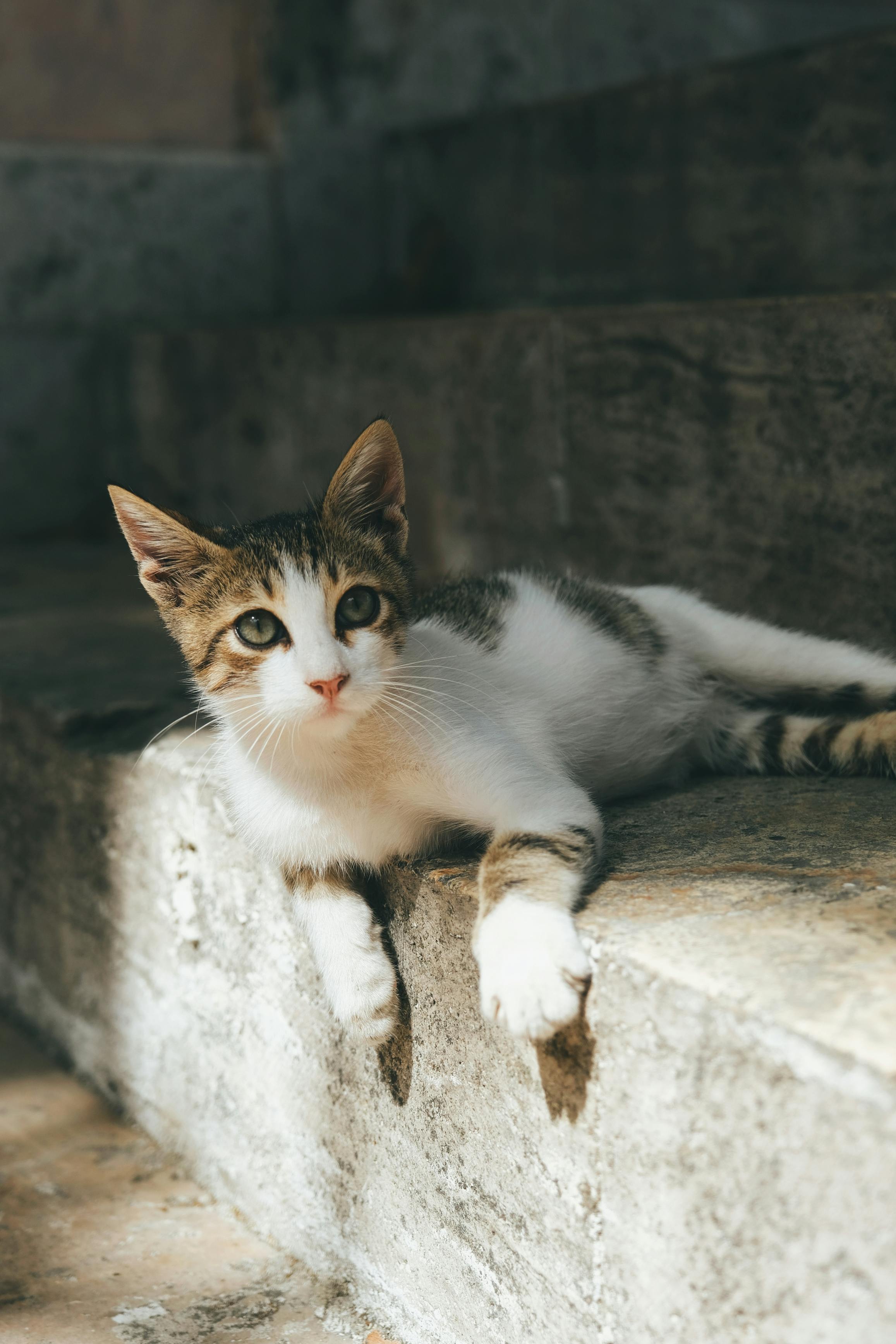 Welcome Cat Photos, Download The BEST Free Welcome Cat Stock Photos ...