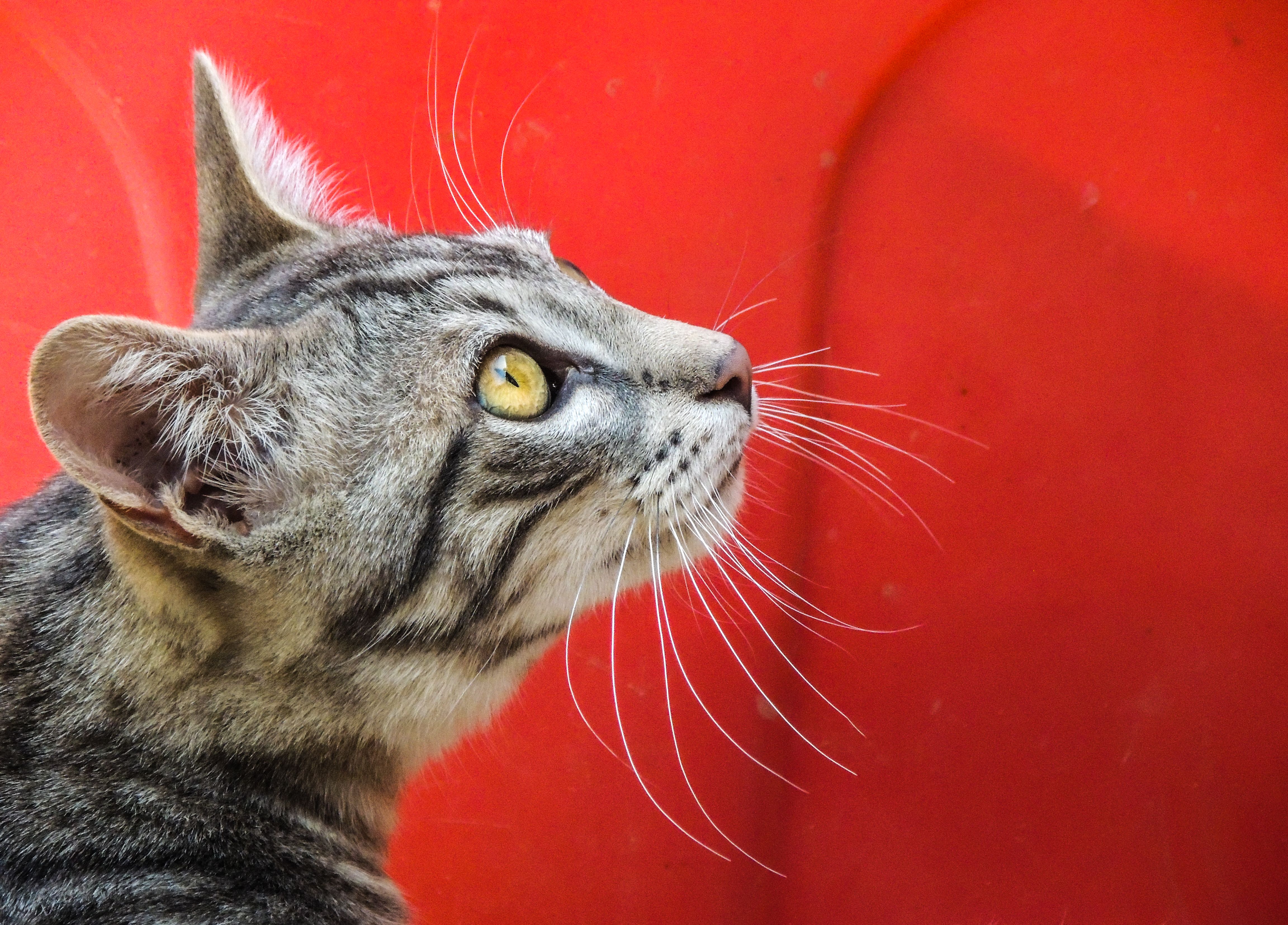 Cat Looking Up · Free Stock Photo