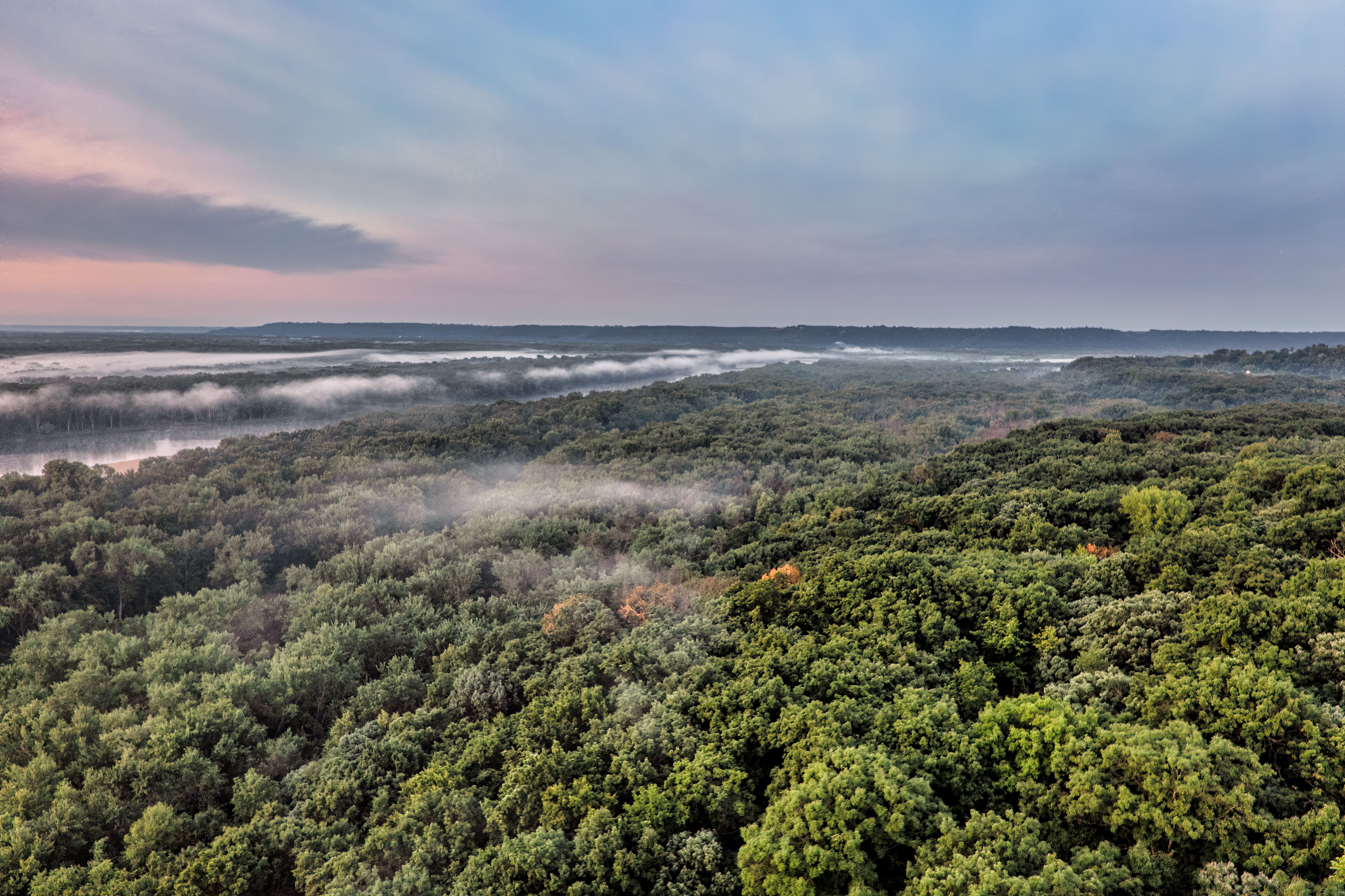 Aerial View of Dense Forest · Free Stock Photo