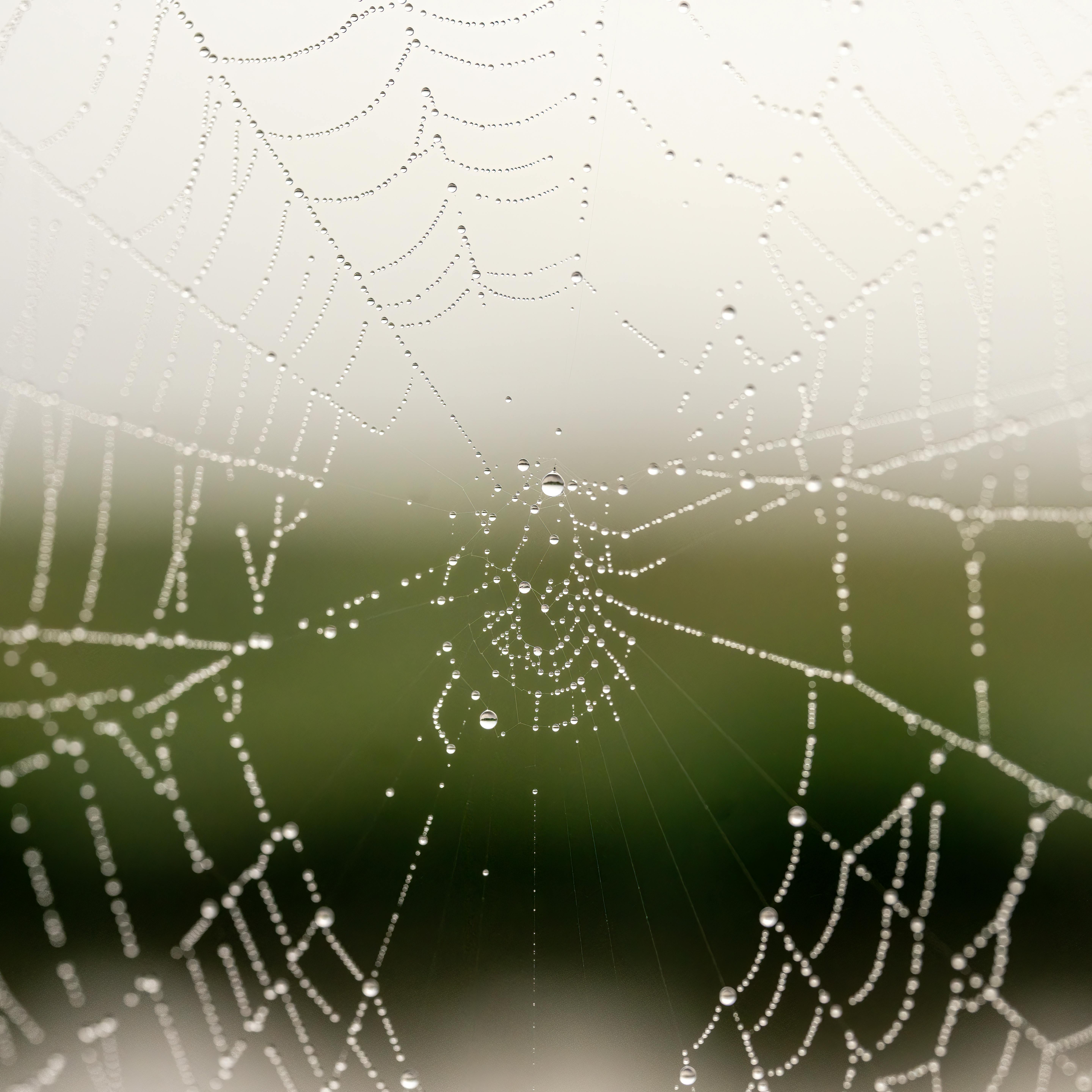 Close-up of a Wet Spiderweb · Free Stock Photo