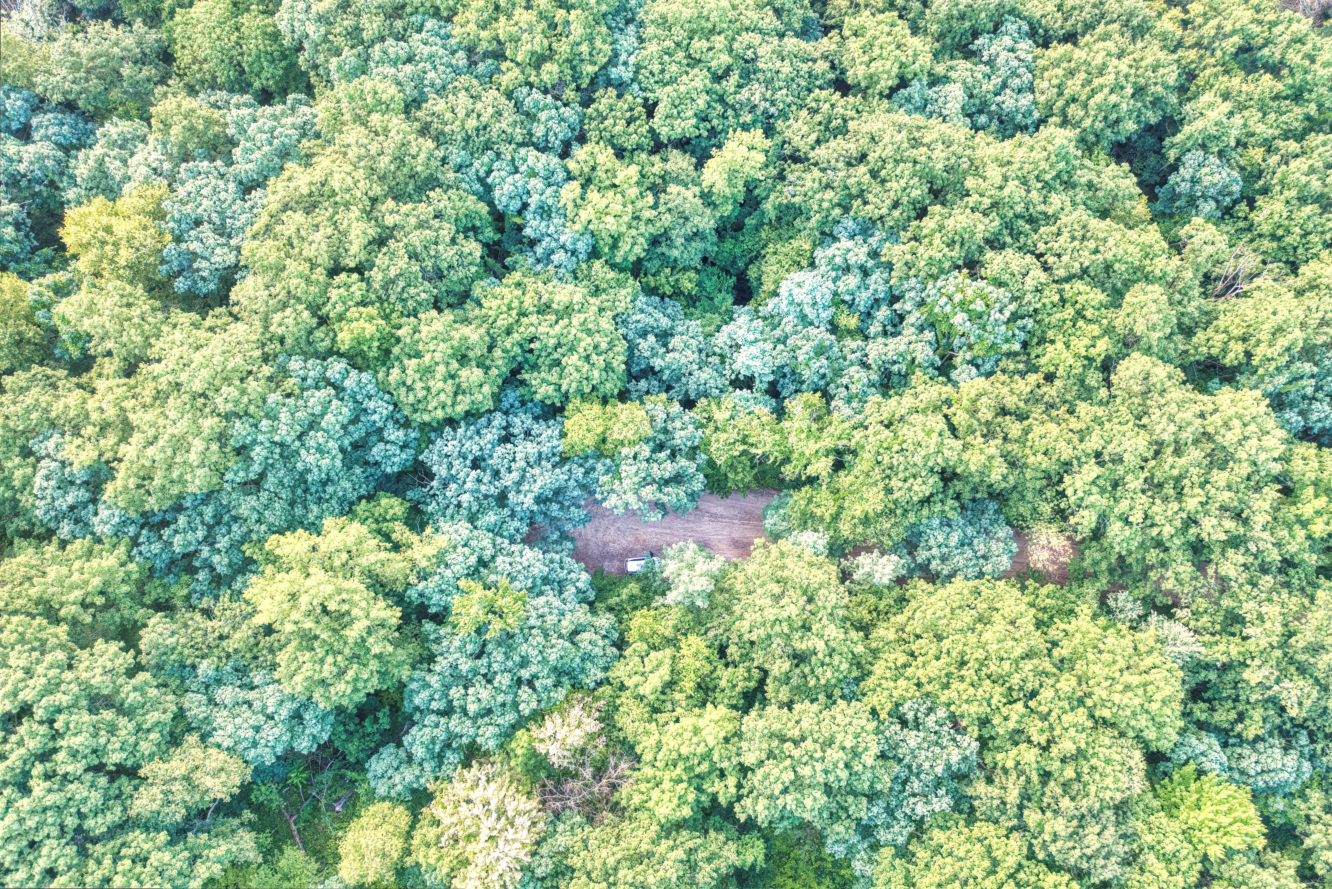 Top View of a Dense Forest · Free Stock Photo
