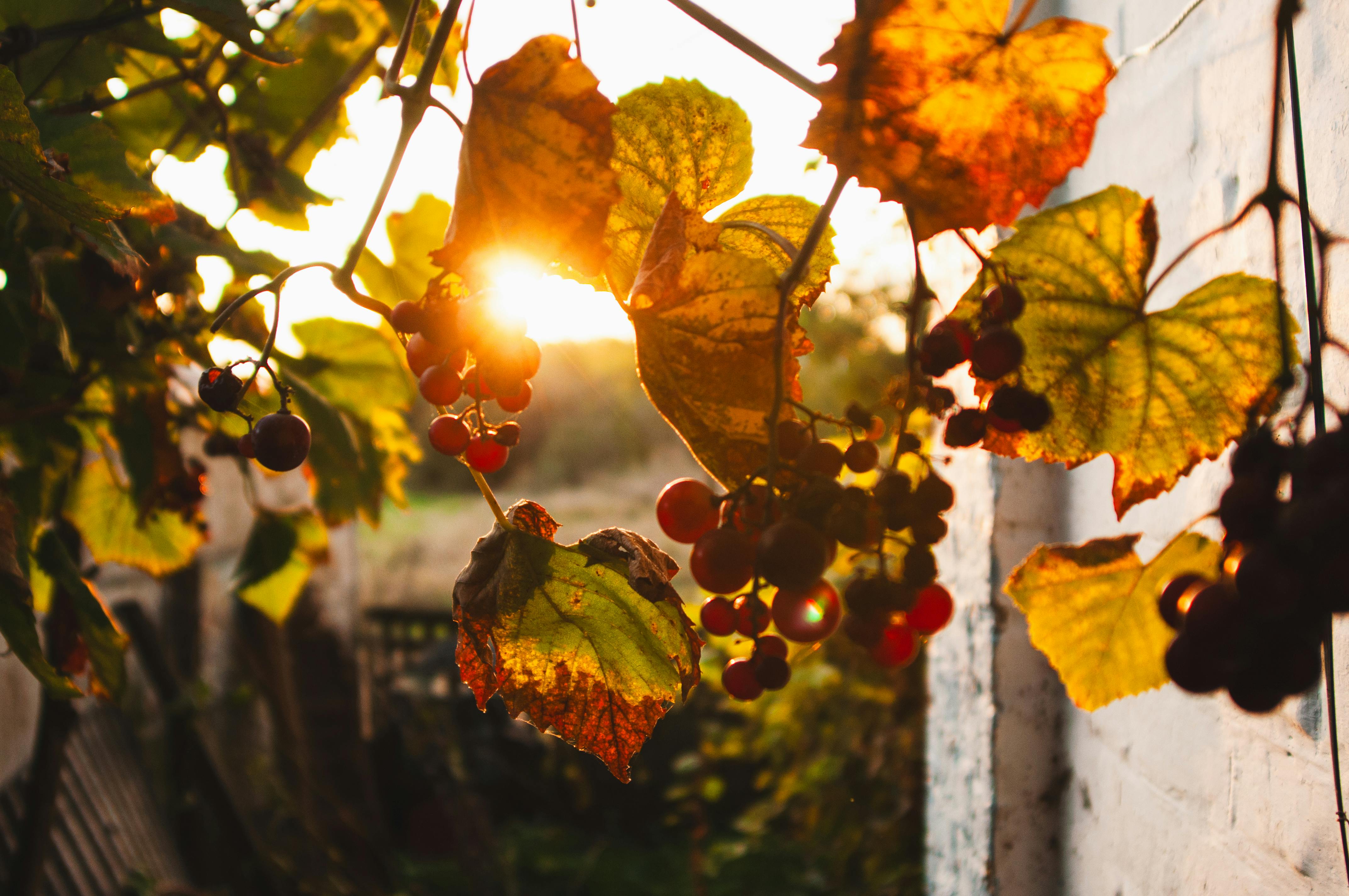 A Grapevine with Fruit at Sunset · Free Stock Photo