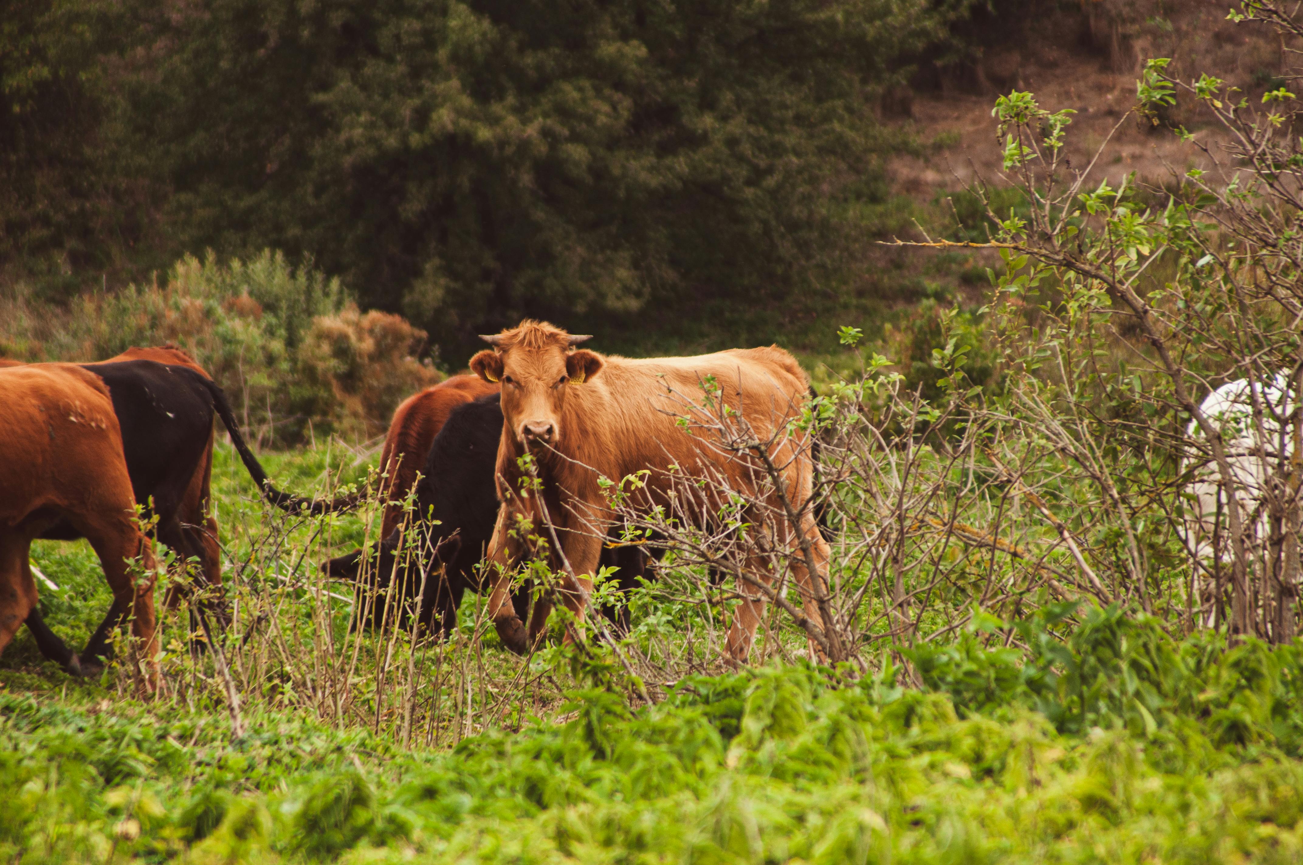 Photography of Cows On Green Field · Free Stock Photo