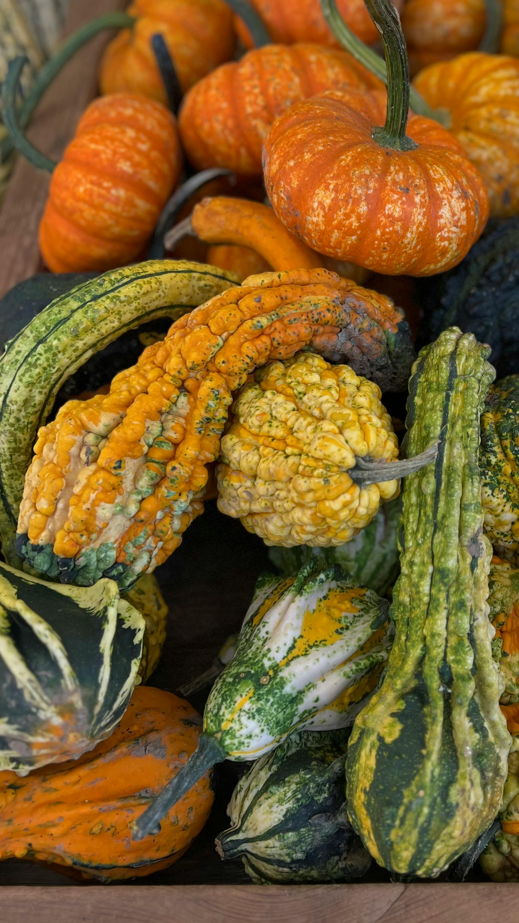 Picture of Pumpkins · Free Stock Photo