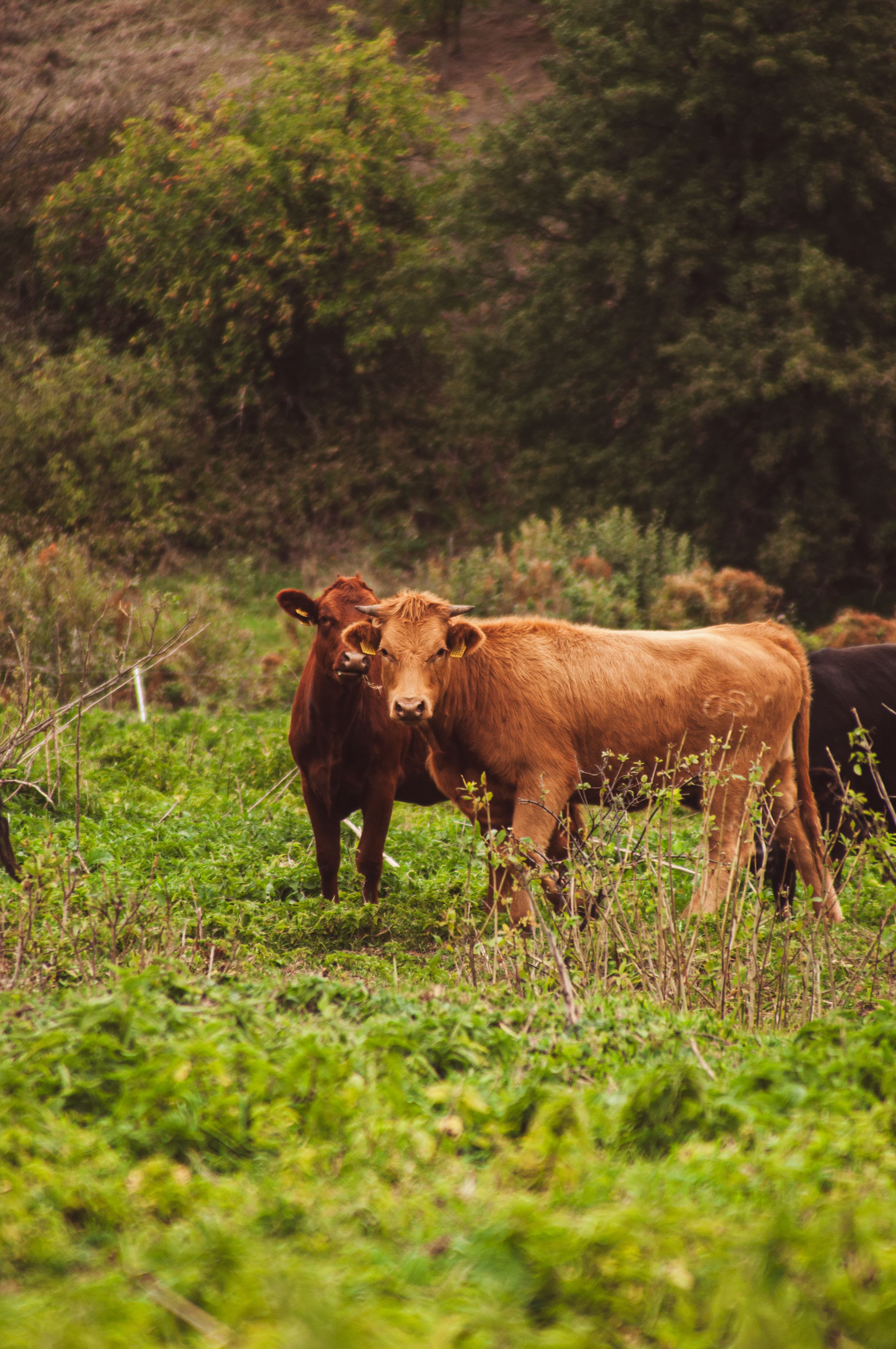 Cow Standing on a Hillside Pasture · Free Stock Photo