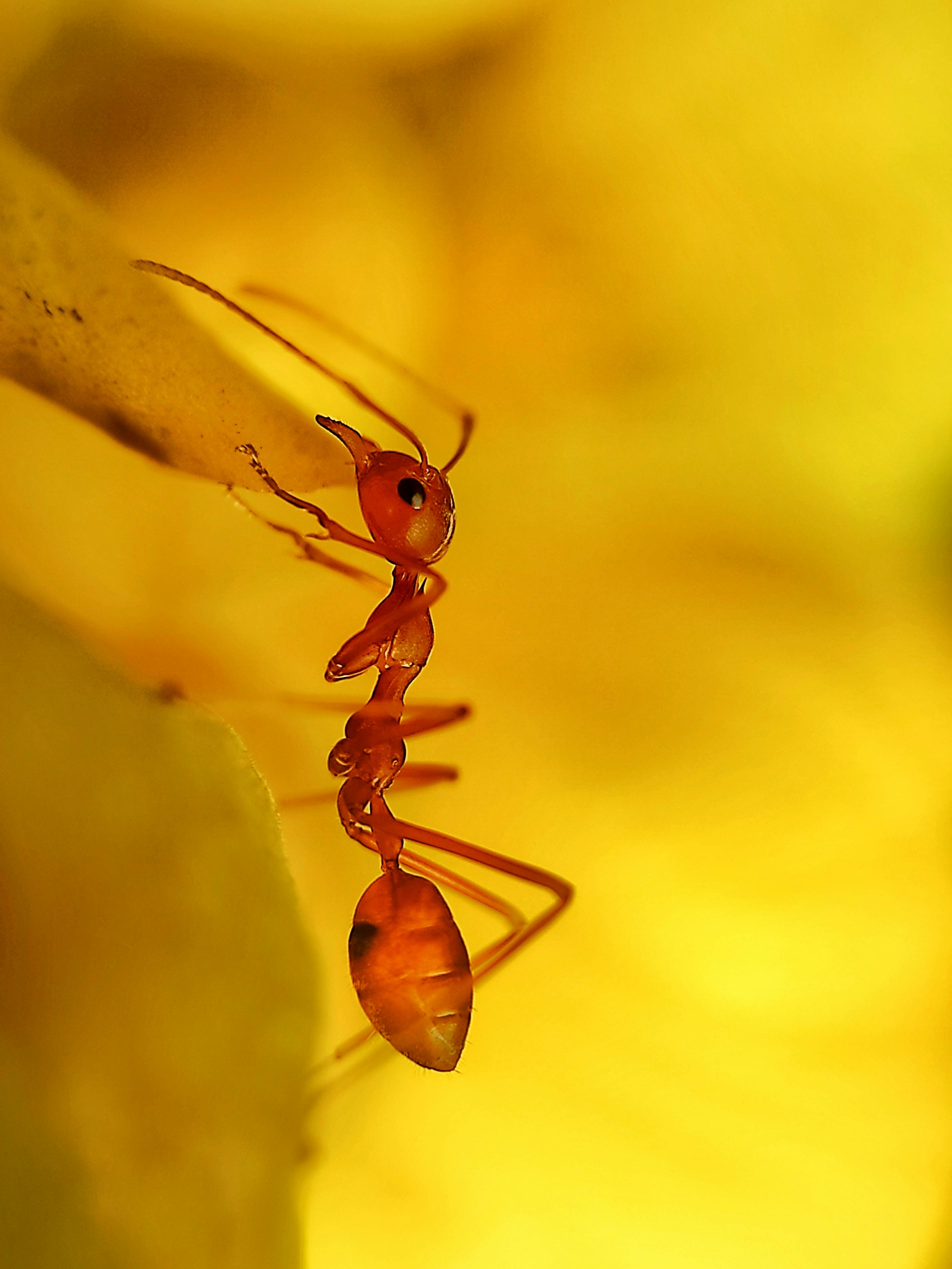 Ant Background Photos, Download The BEST Free Ant Background Stock ...