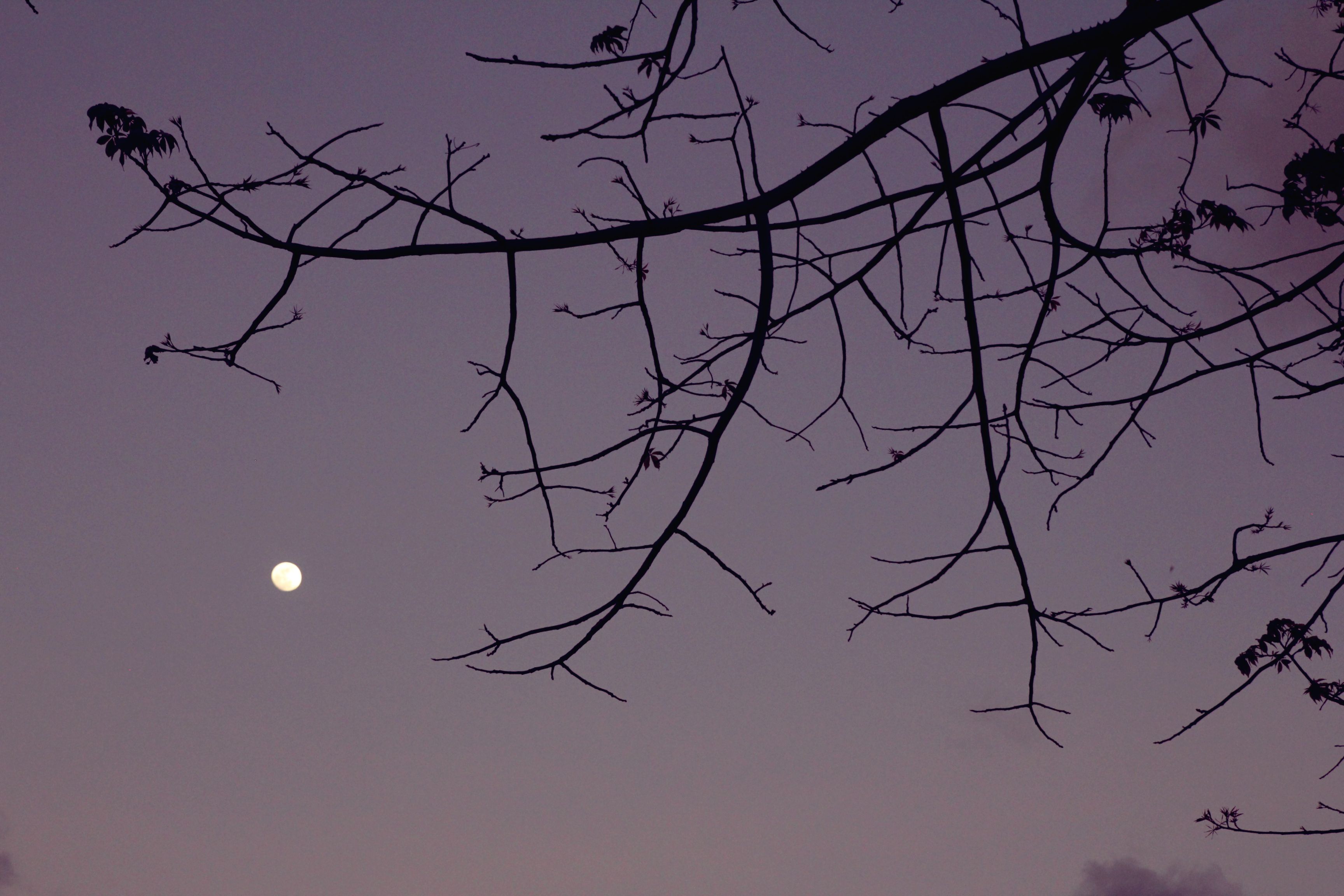 Moon over Tree Branches in Evening · Free Stock Photo
