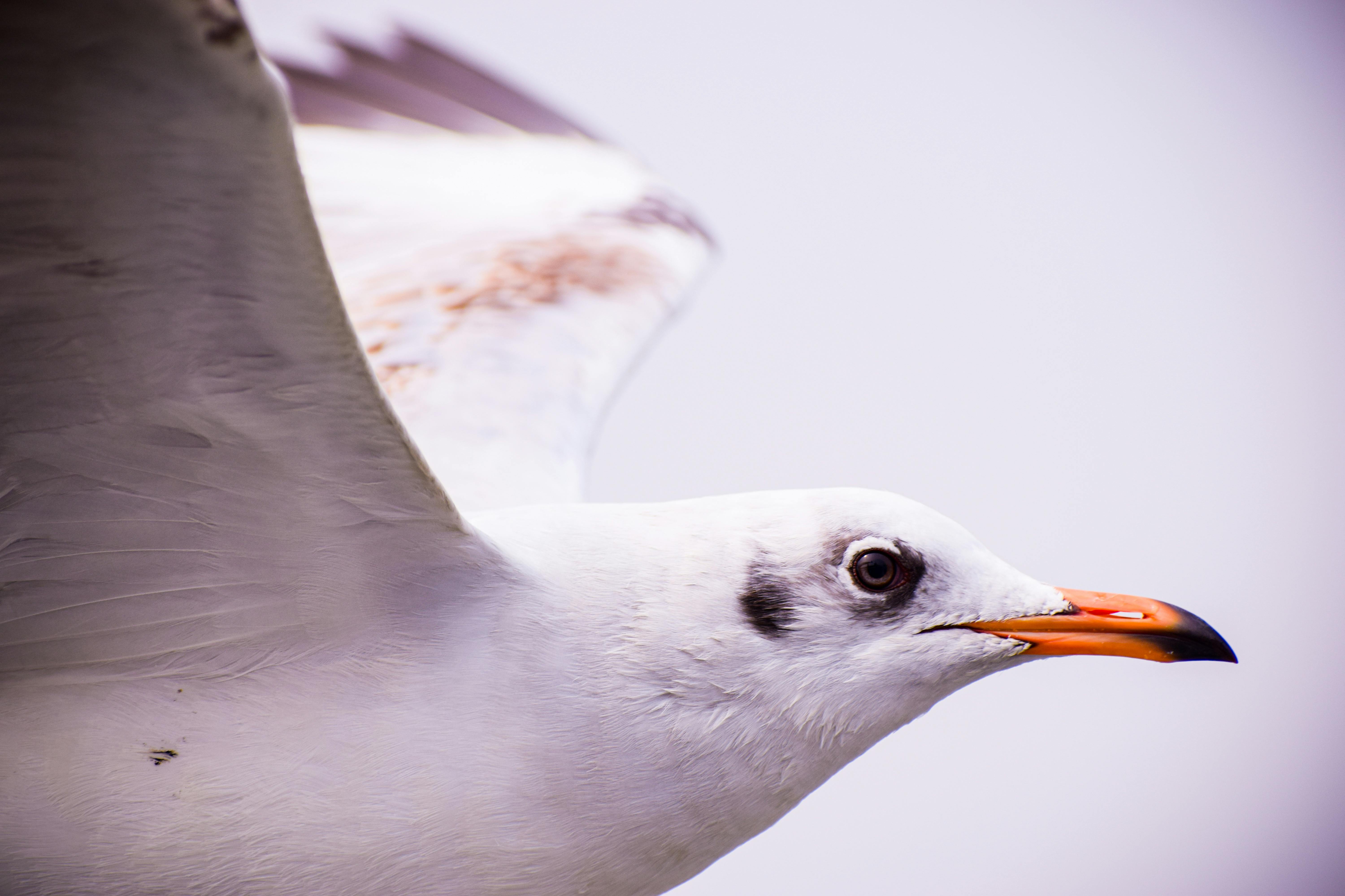 Close up of Flying Seagull · Free Stock Photo