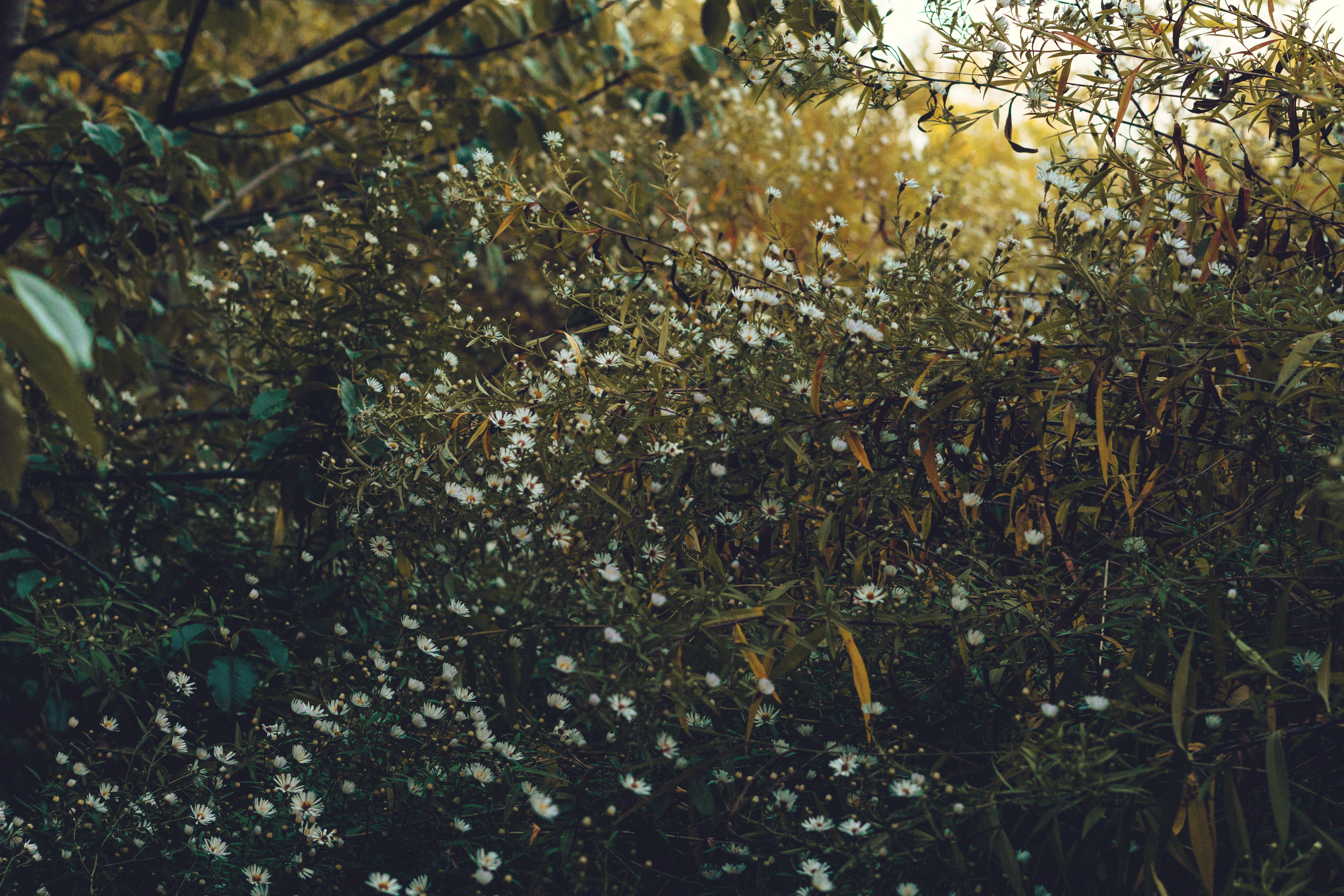 Bushes with Flowers · Free Stock Photo