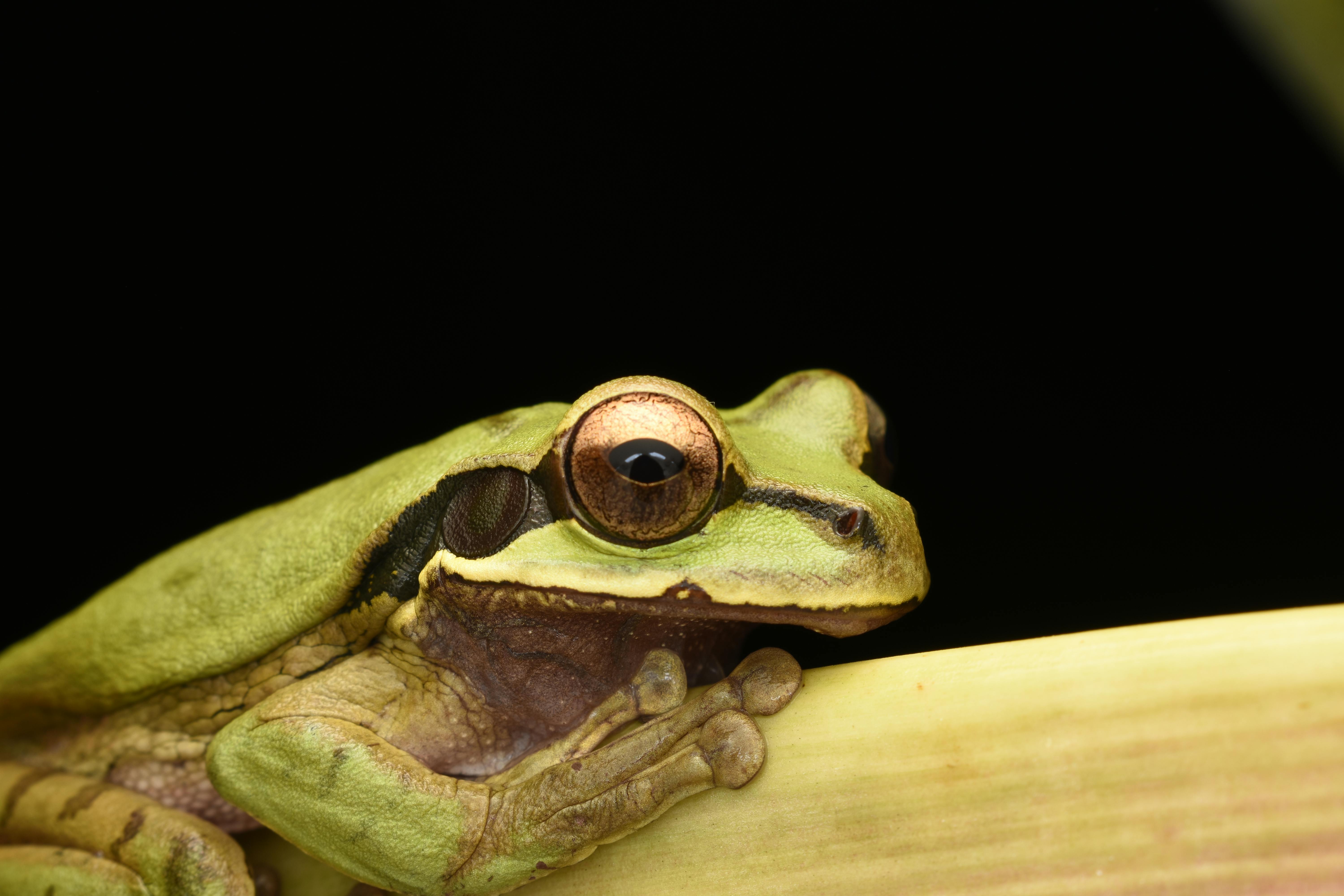 Green Tree Frog Sitting on Branch · Free Stock Photo
