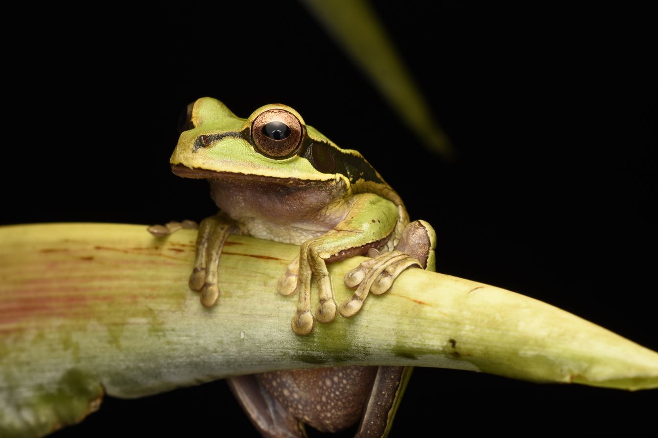Amphibian Anatomy: Simple Guide to Internal Features