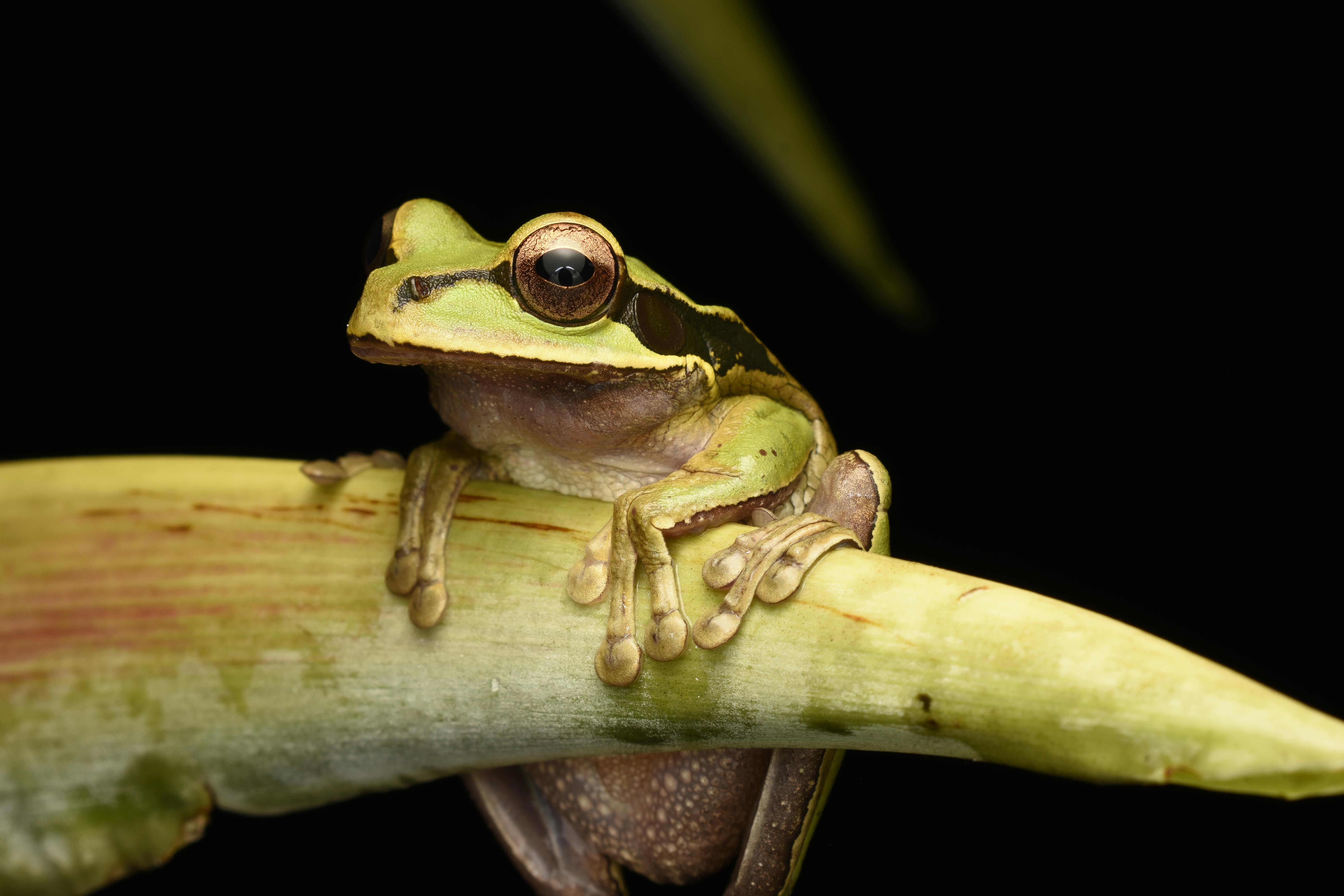 Frog in Nature · Free Stock Photo