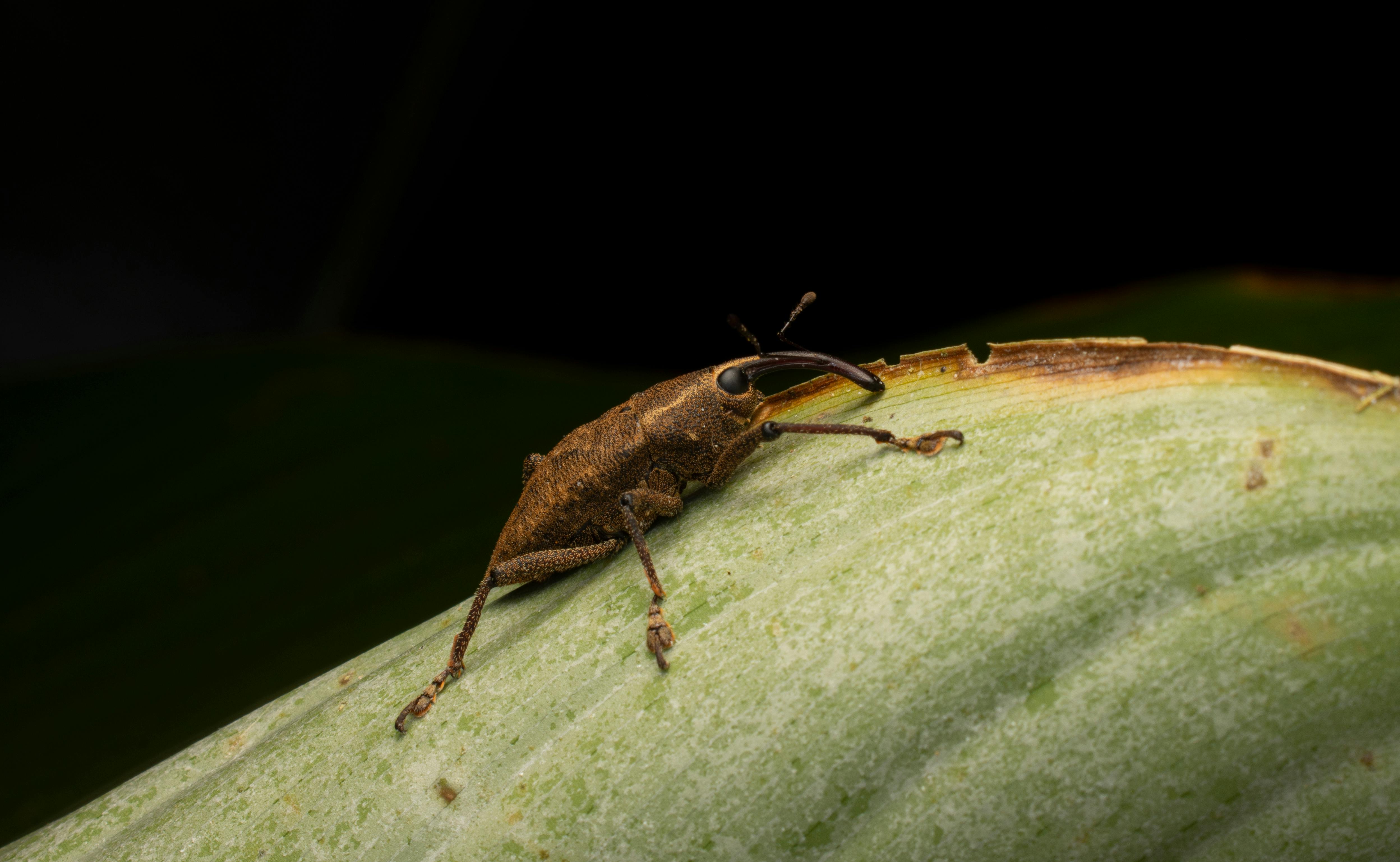 Foto de stock gratuita sobre al aire libre, animal, antena, araña ...