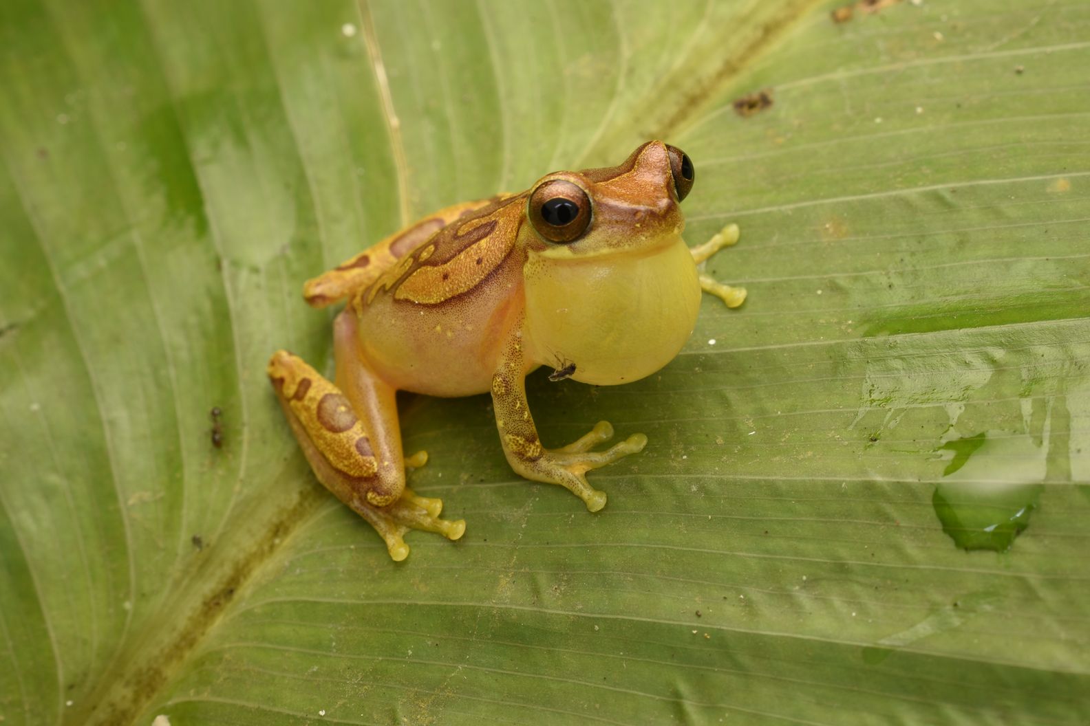Dryophytes Guide to American Treefrogs and Species Explained