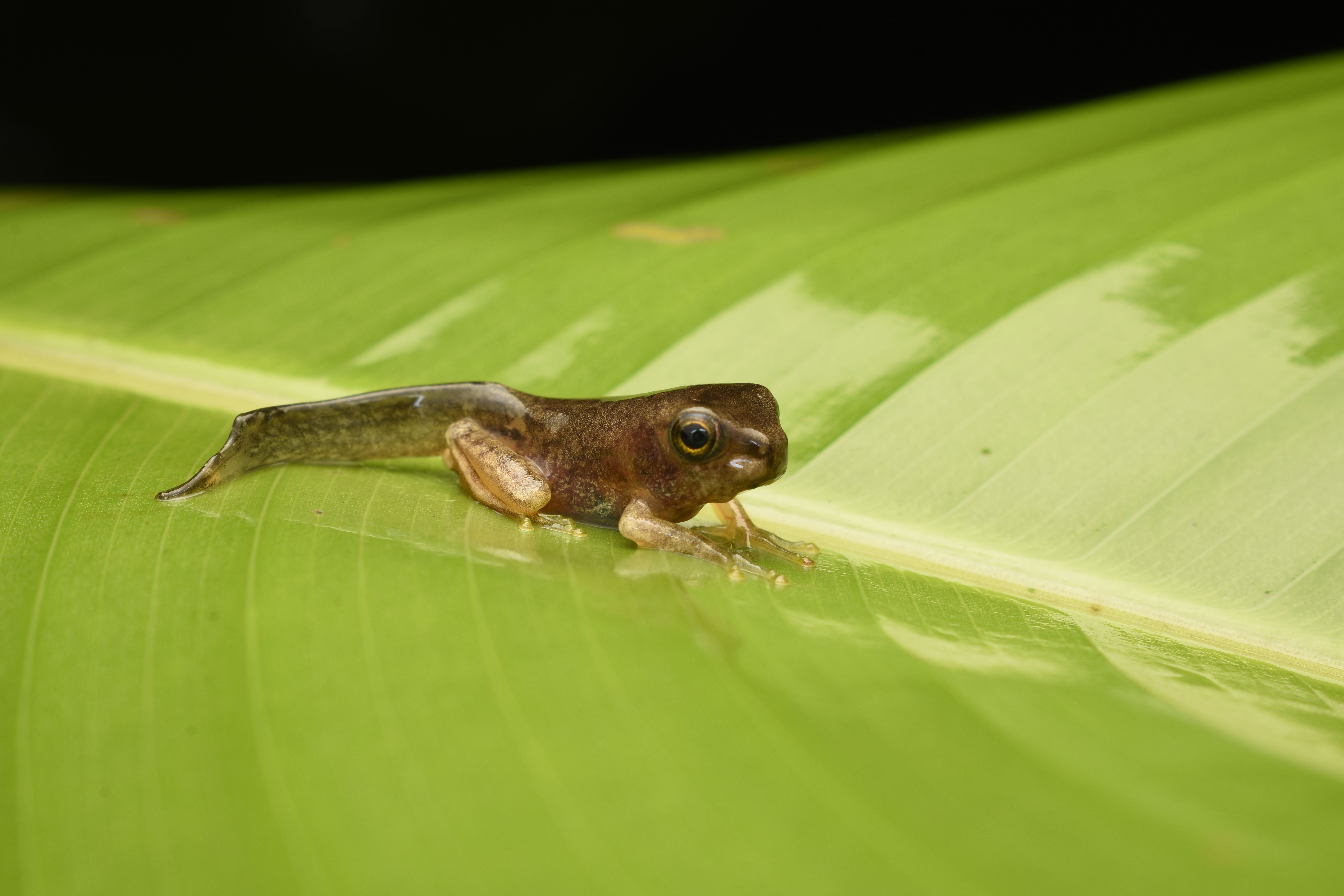 Tadpole on Green Leaf · Free Stock Photo