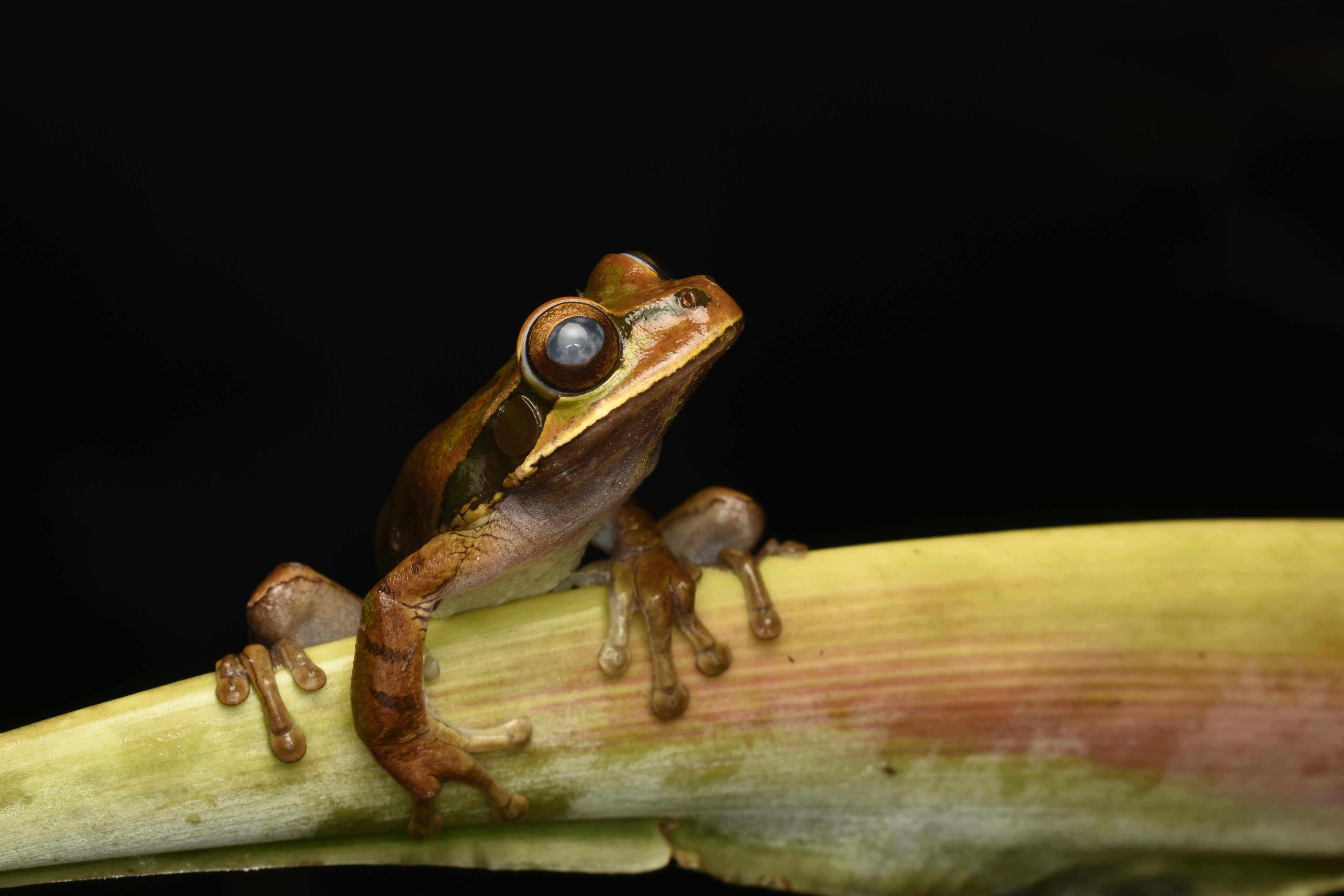 Close-up of a Brazilian Tree Frog on Leaf · Free Stock Photo
