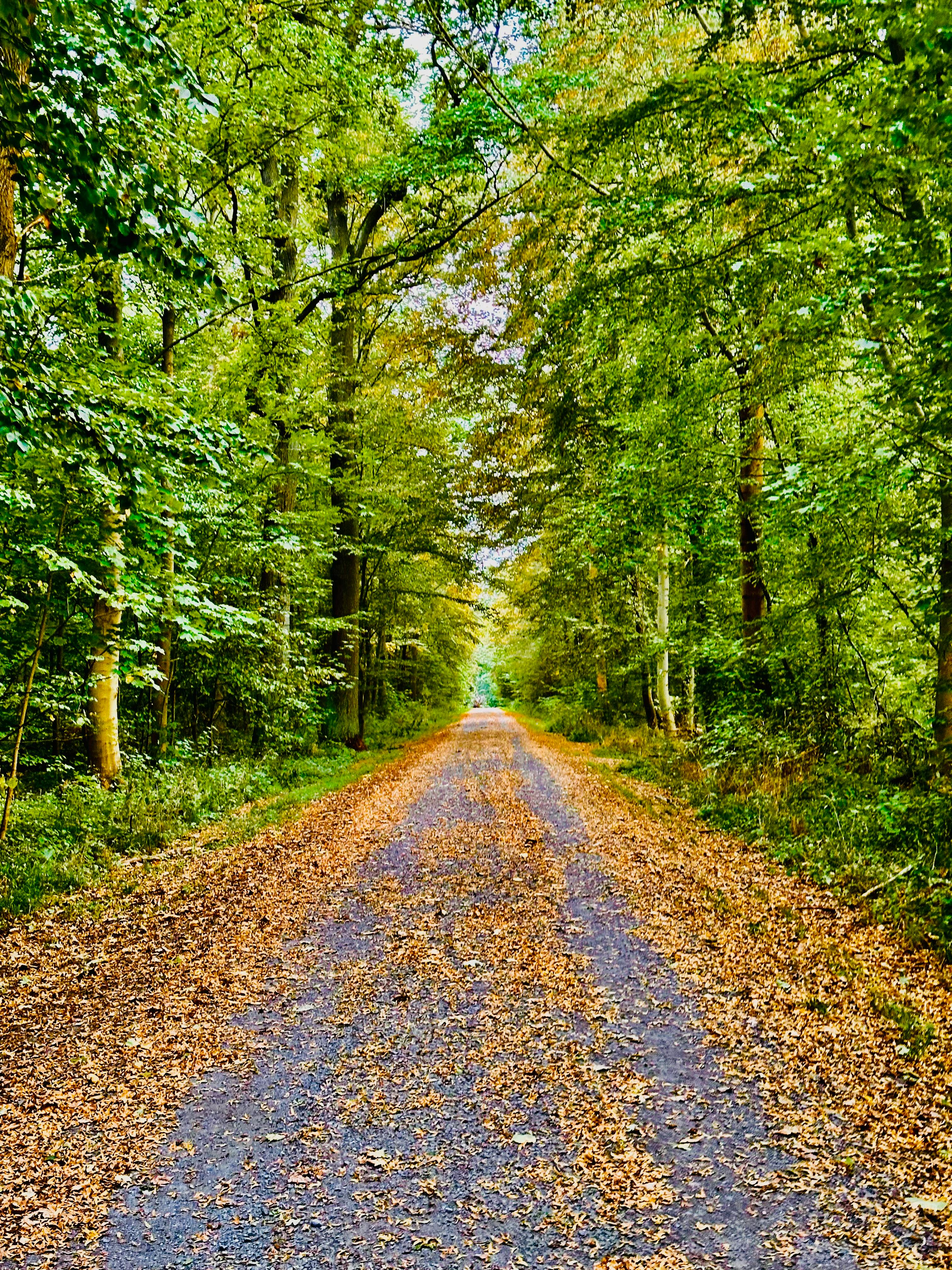 Road through Forest · Free Stock Photo